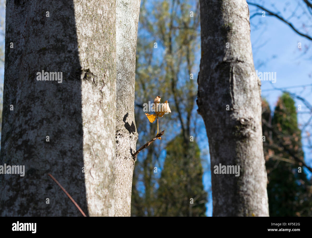 Tree with one leaf hi-res stock photography and images - Alamy
