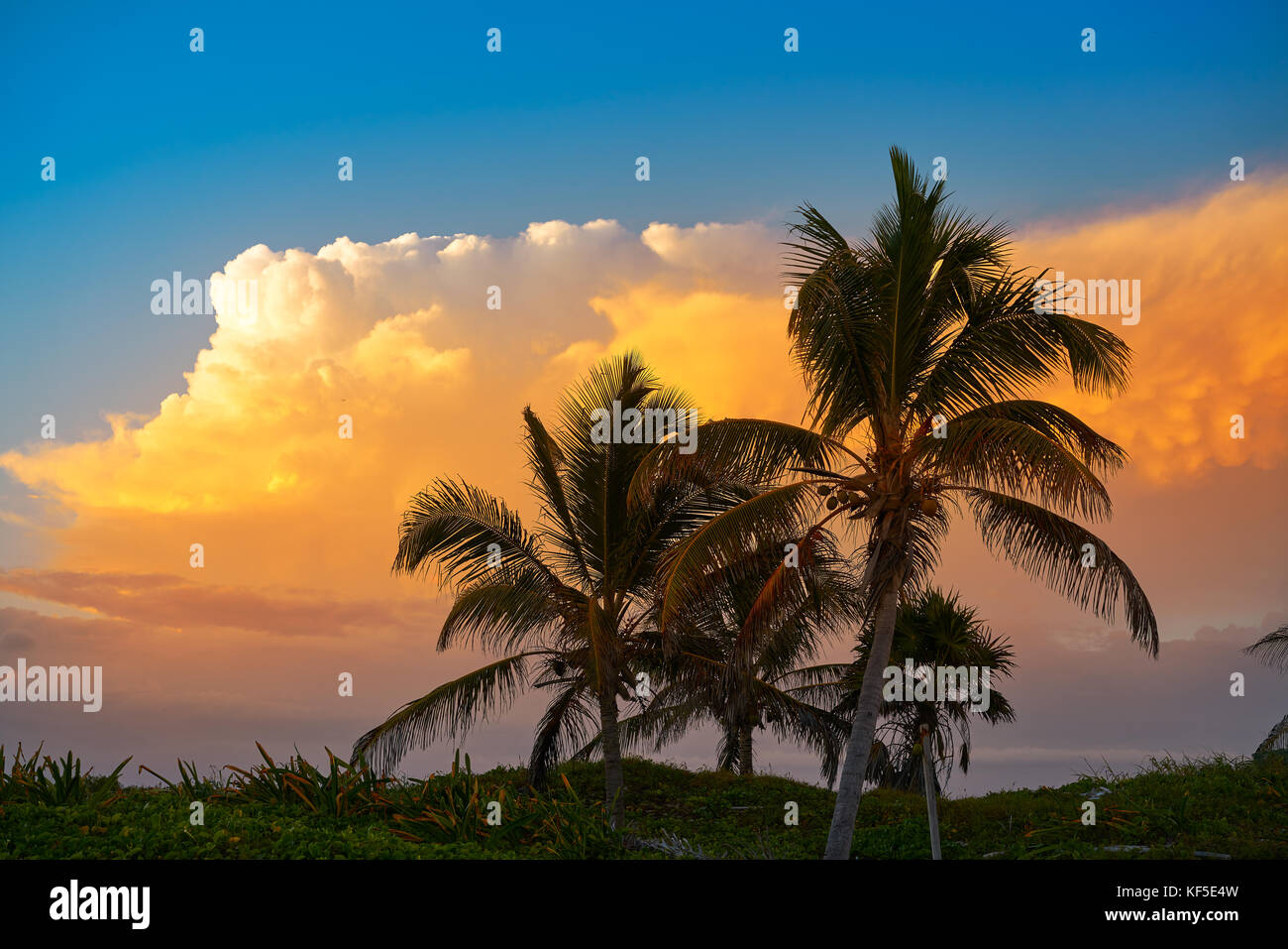 Sunset orange sky coconut palm trees in Caribbean Riviera Maya Stock ...