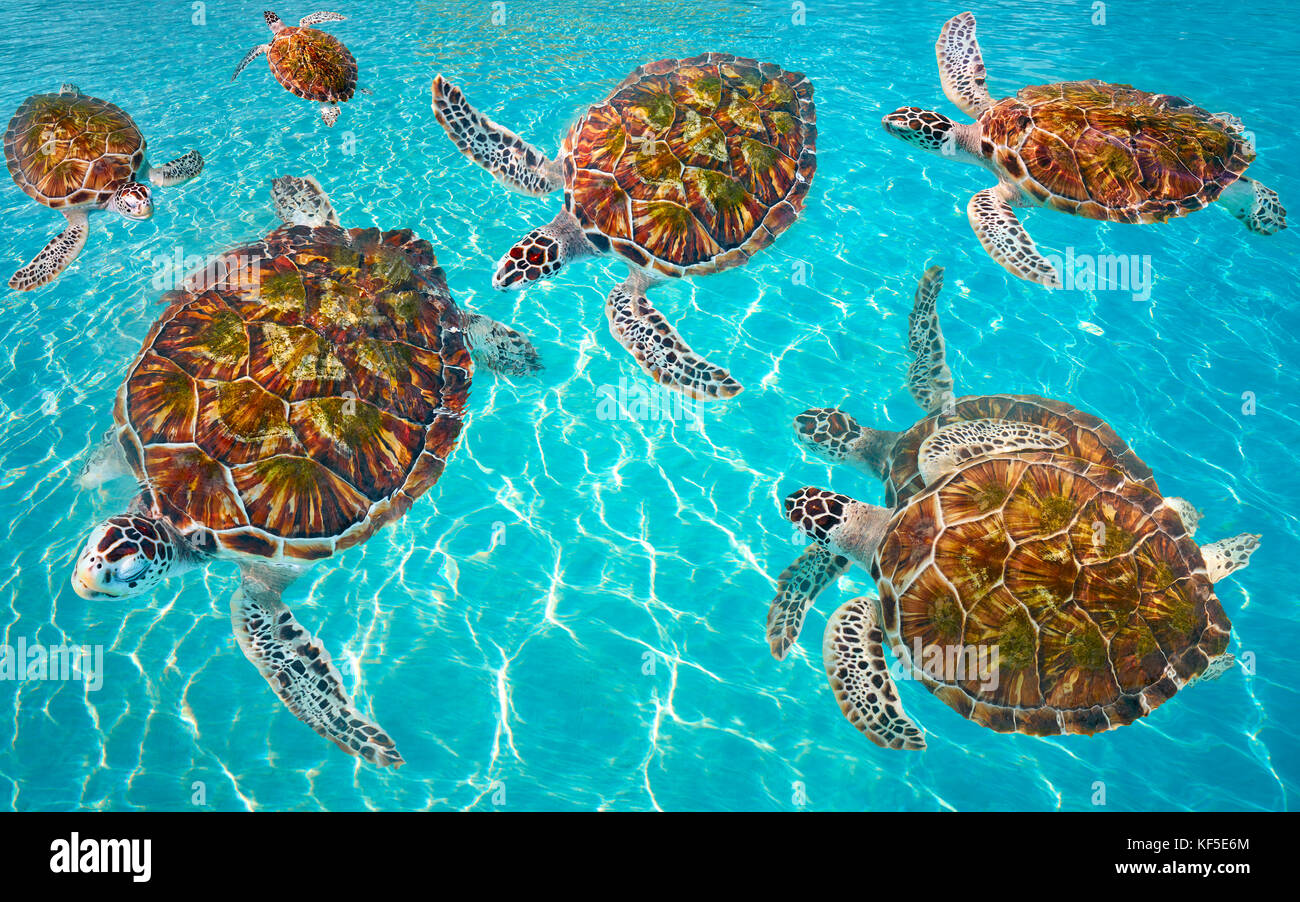 Riviera Maya turtles photomount on Caribbean turquoise waters of Mayan ...