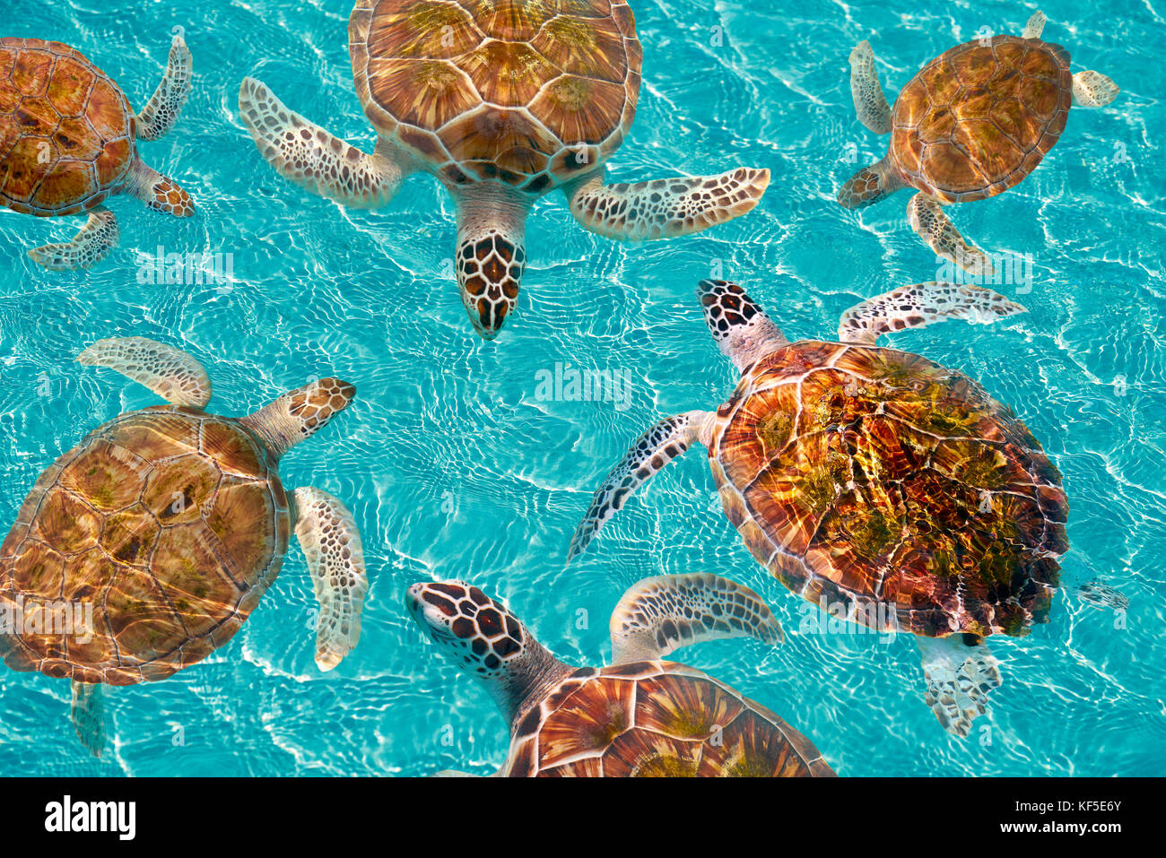 Riviera Maya turtles photomount on Caribbean turquoise waters of Mayan ...