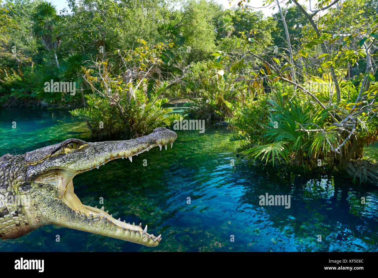 Crocodile photomount in Riviera Maya of Mayan Mexico Stock Photo - Alamy