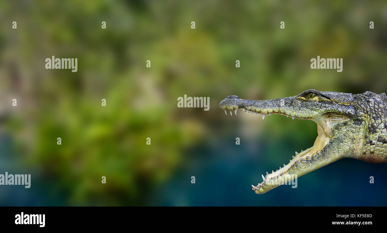 Crocodile photomount in Riviera Maya of Mayan Mexico Stock Photo - Alamy