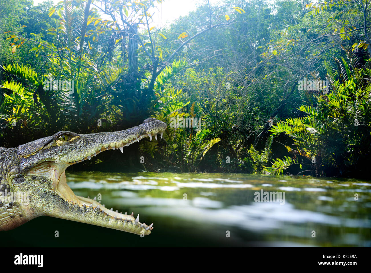 Crocodile photomount in Riviera Maya of Mayan Mexico Stock Photo - Alamy