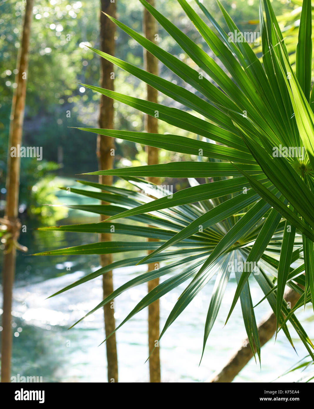 Riviera maya rainforest jungle in Mexico Stock Photo - Alamy