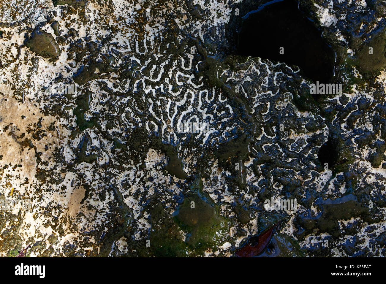 Brain coral stone detail in Riviera Maya at Mayan Mexico Stock Photo ...