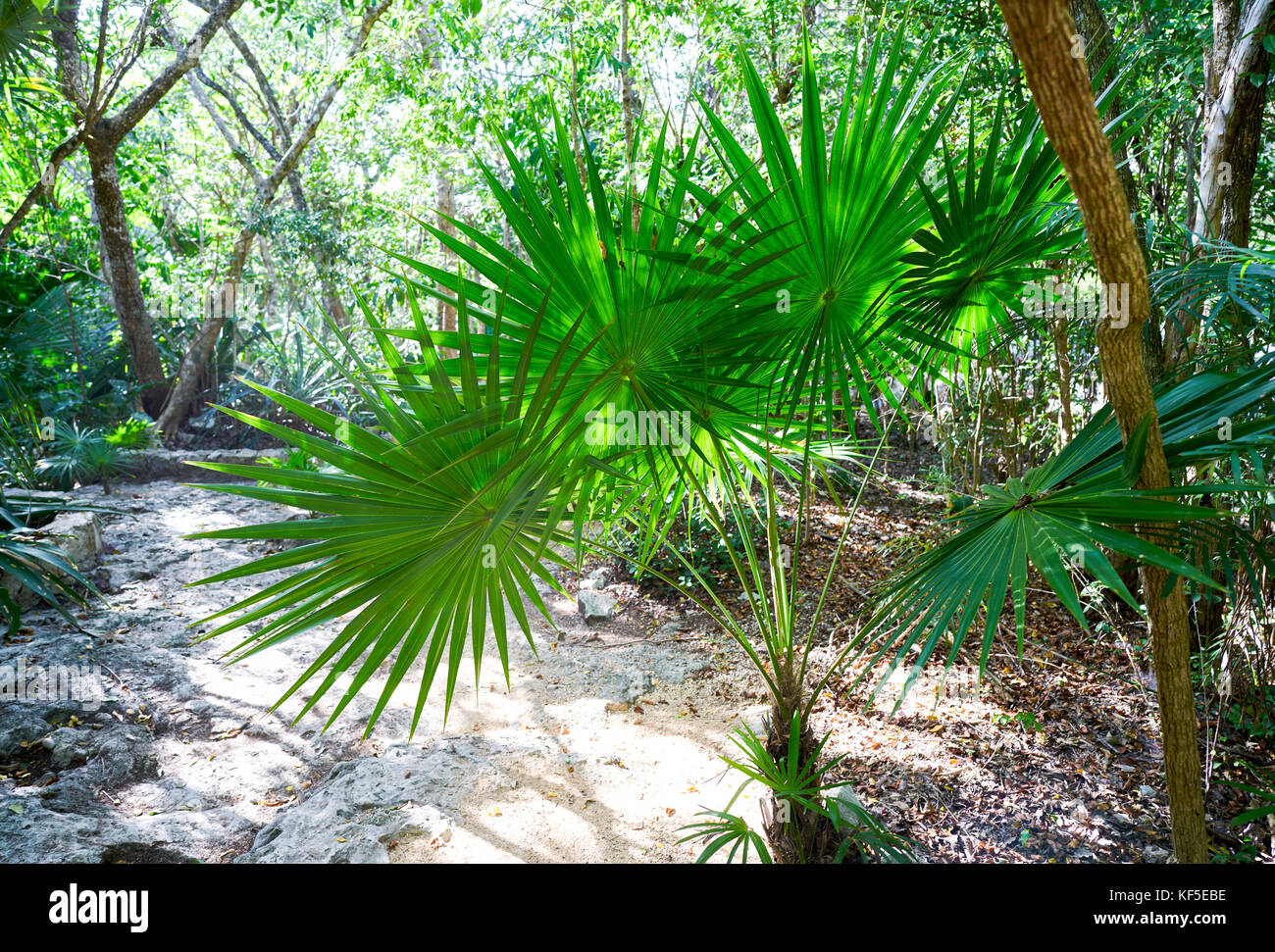 Riviera maya rainforest jungle in Mexico Stock Photo - Alamy