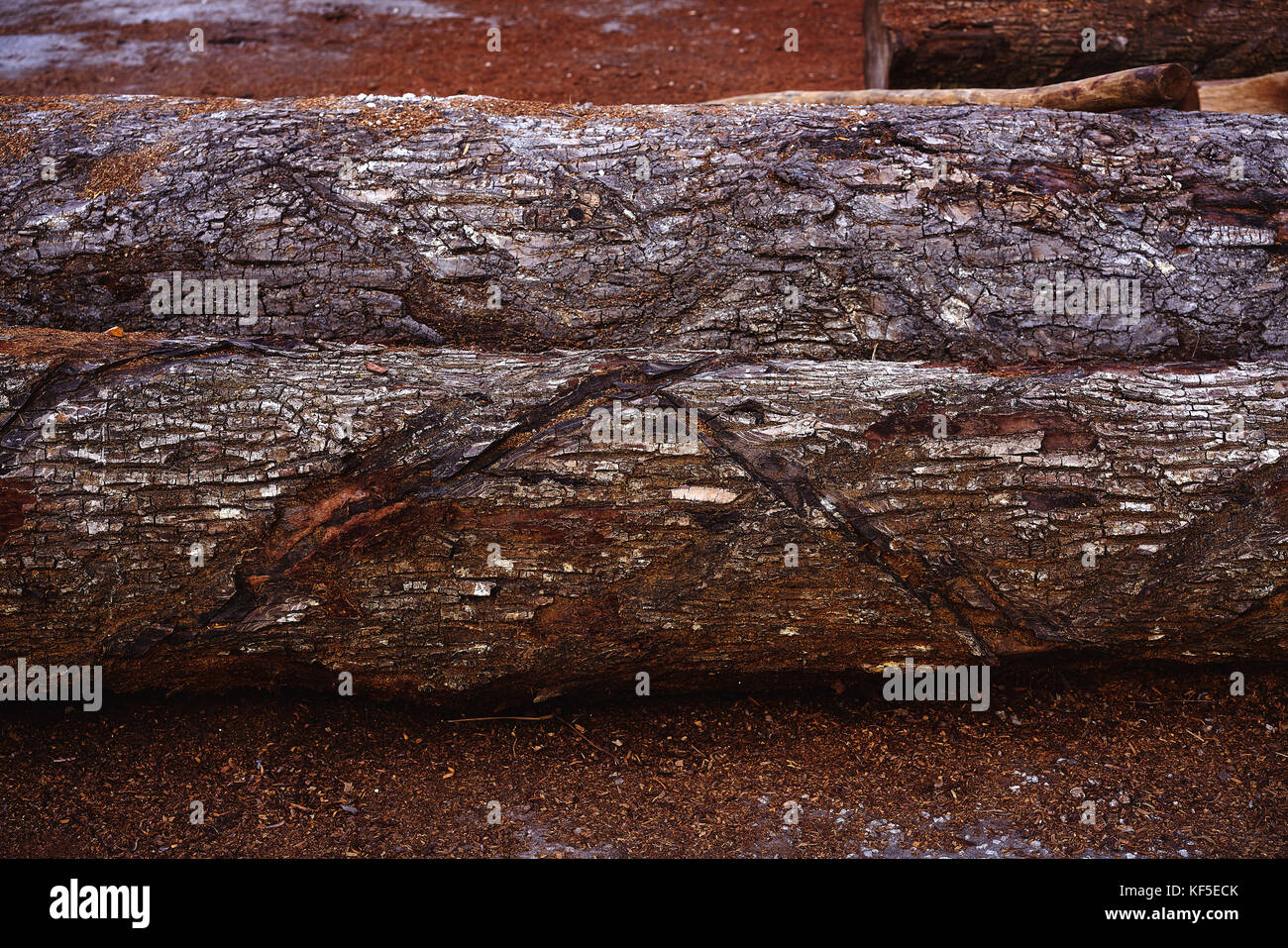 Chico Zapote Manilkara zapota trunk wood from Mexico rainforest chewing ...