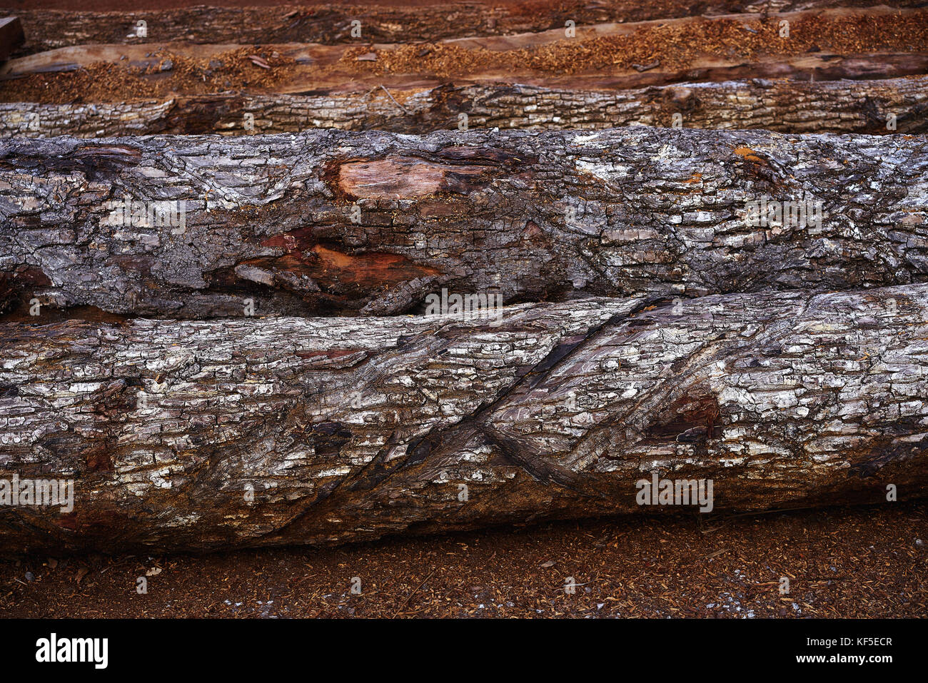 Chico Zapote Manilkara zapota trunk wood from Mexico rainforest chewing ...