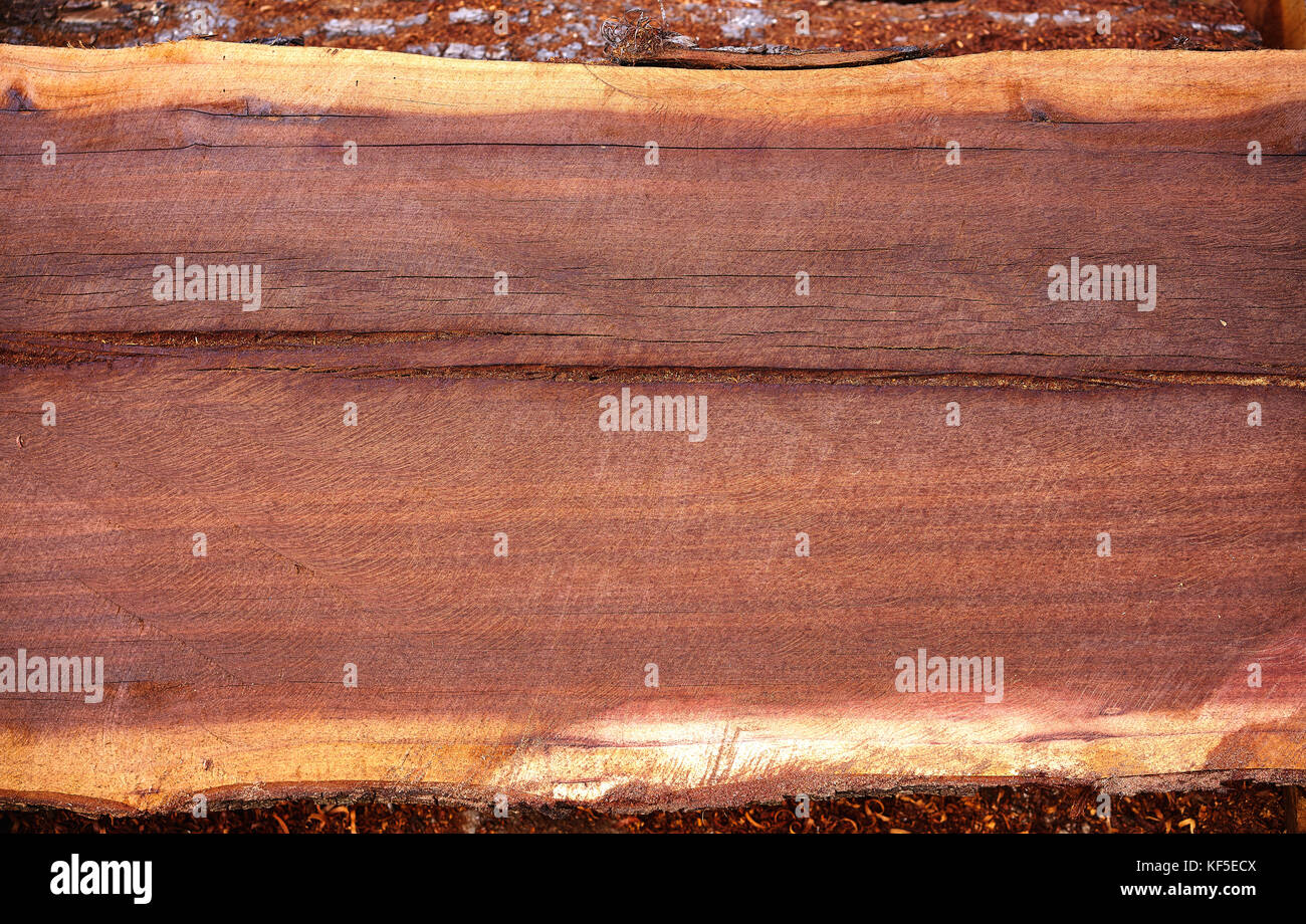 Chico Zapote Manilkara zapota wood from Mexico rainforest chewing gum ...