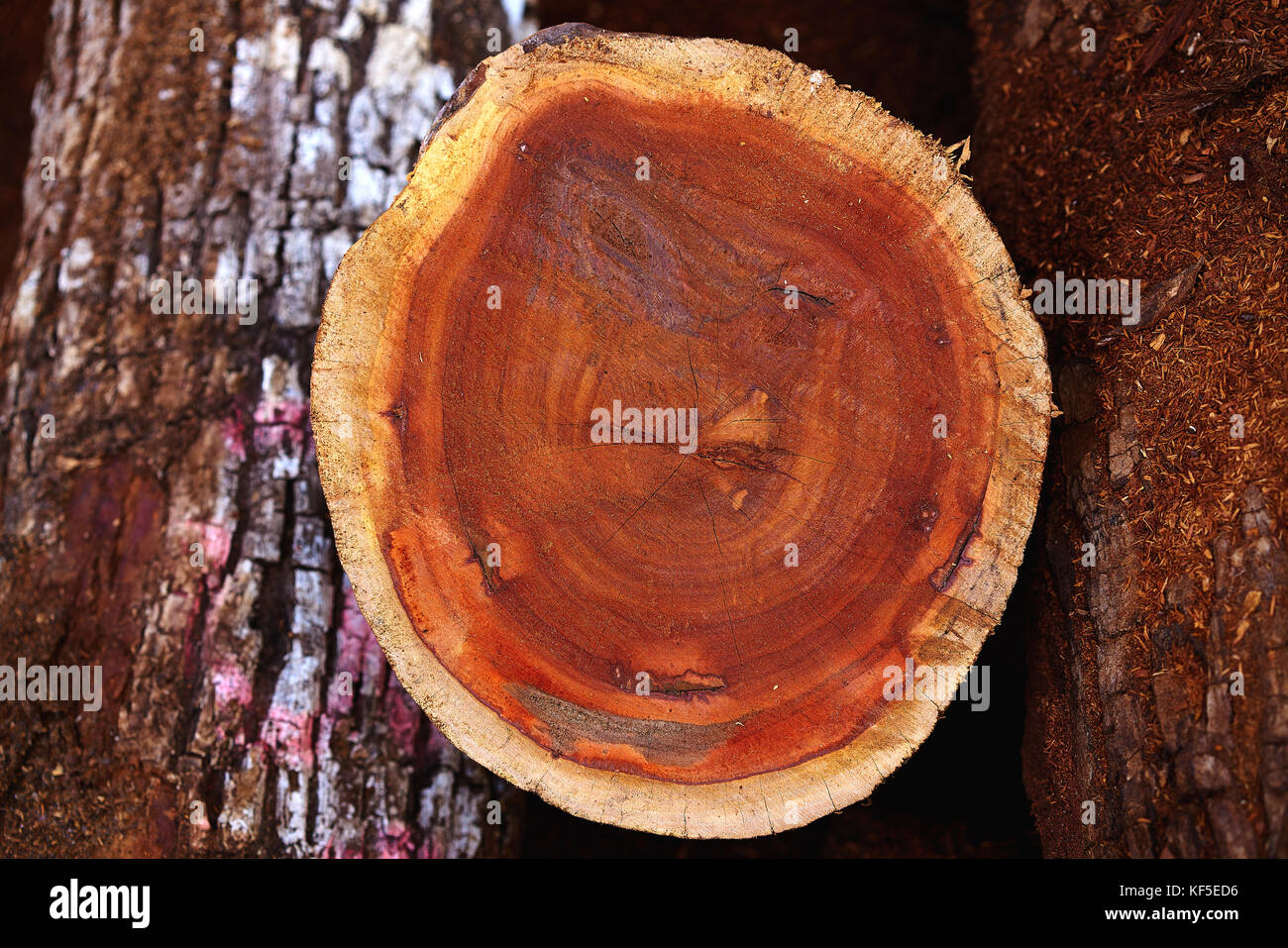 Chico Zapote Manilkara zapota trunk wood from Mexico rainforest chewing ...