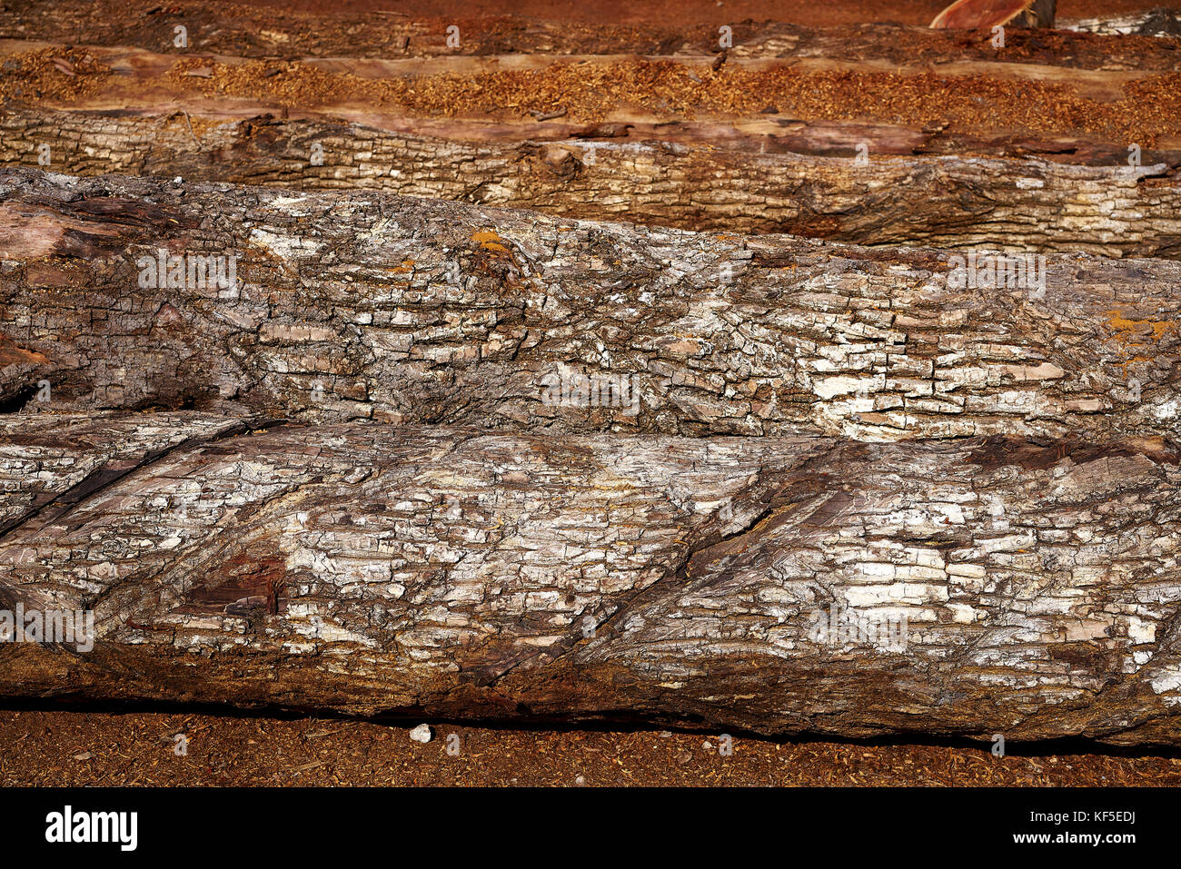 Chico Zapote Manilkara zapota trunk wood from Mexico rainforest chewing ...