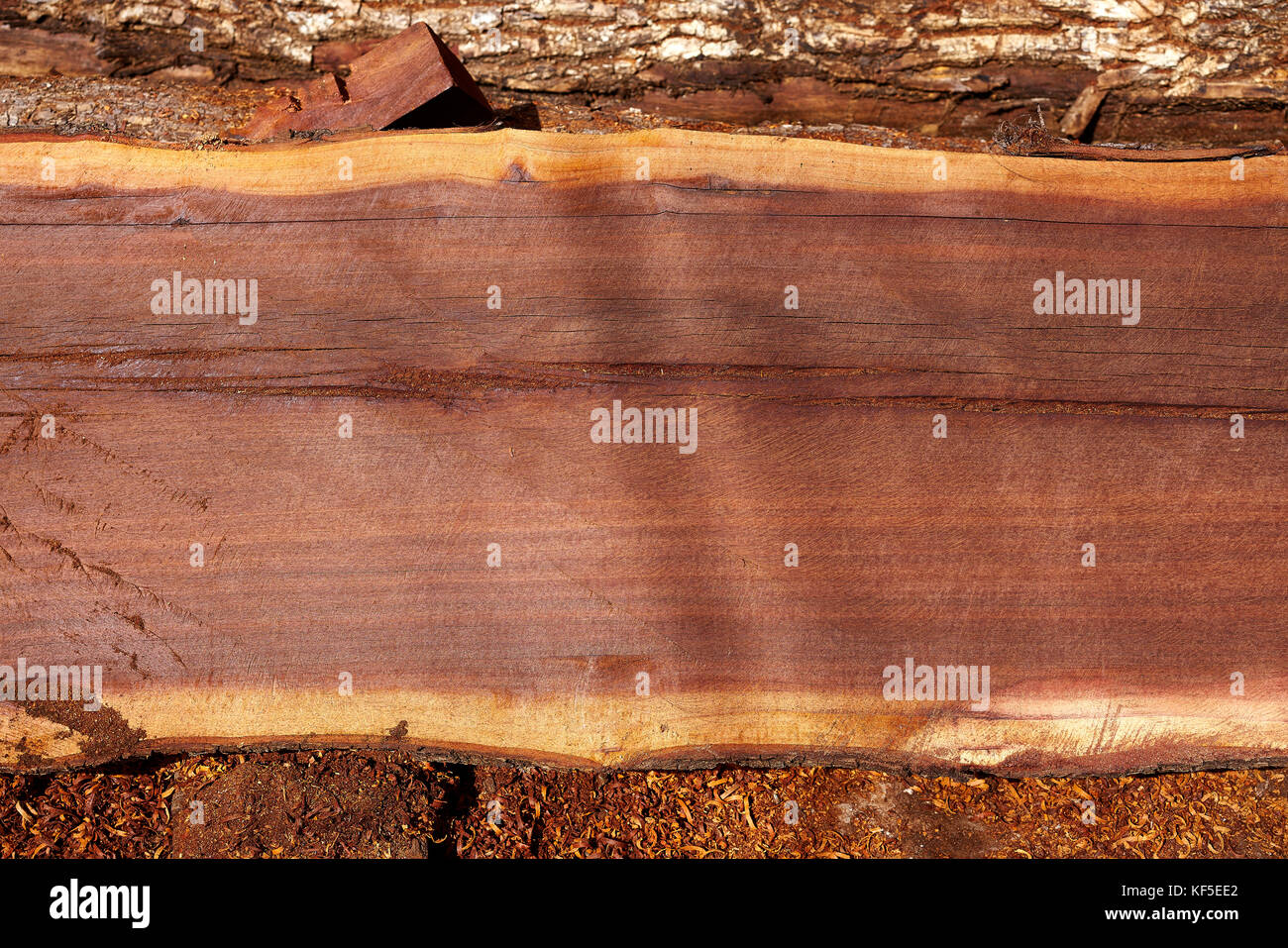 Chico Zapote Manilkara zapota wood from Mexico rainforest chewing gum ...