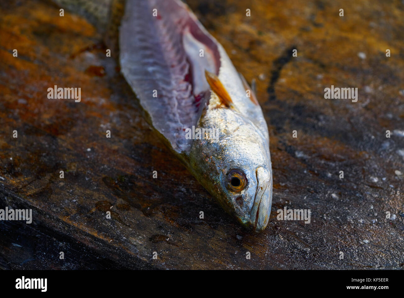 Croaker Corvina fillet fish in Holbox island of Mexico Stock Photo - Alamy