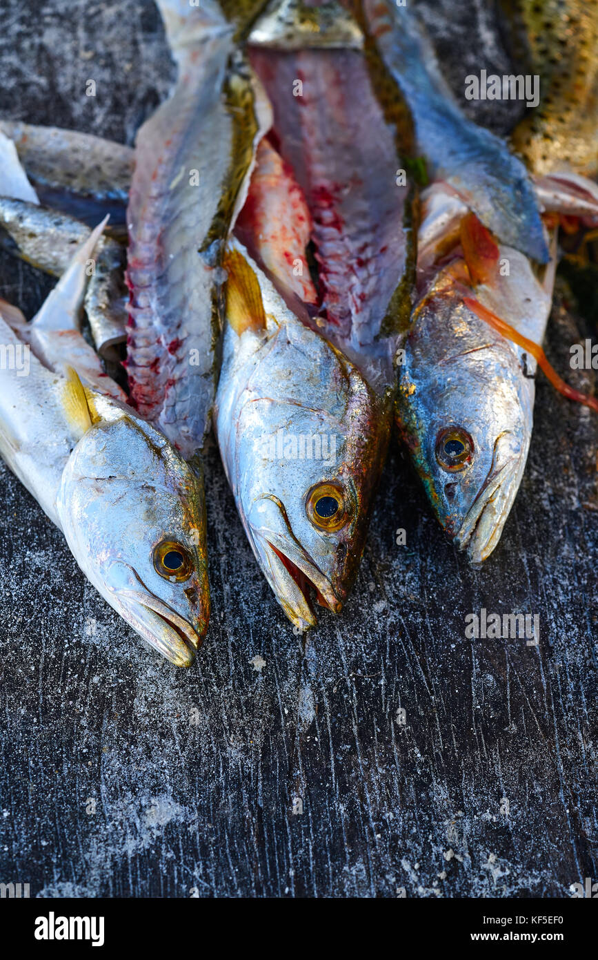 Croaker Corvina fillet fish in Holbox island of Mexico Stock Photo - Alamy