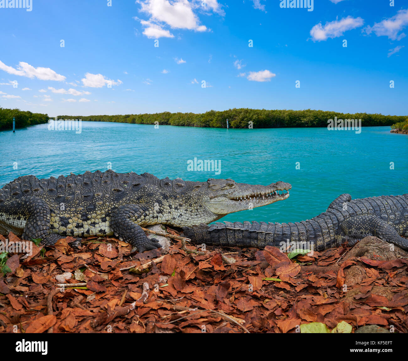 Crocodile in Mexico Riviera Maya mangroove photomount Stock Photo - Alamy