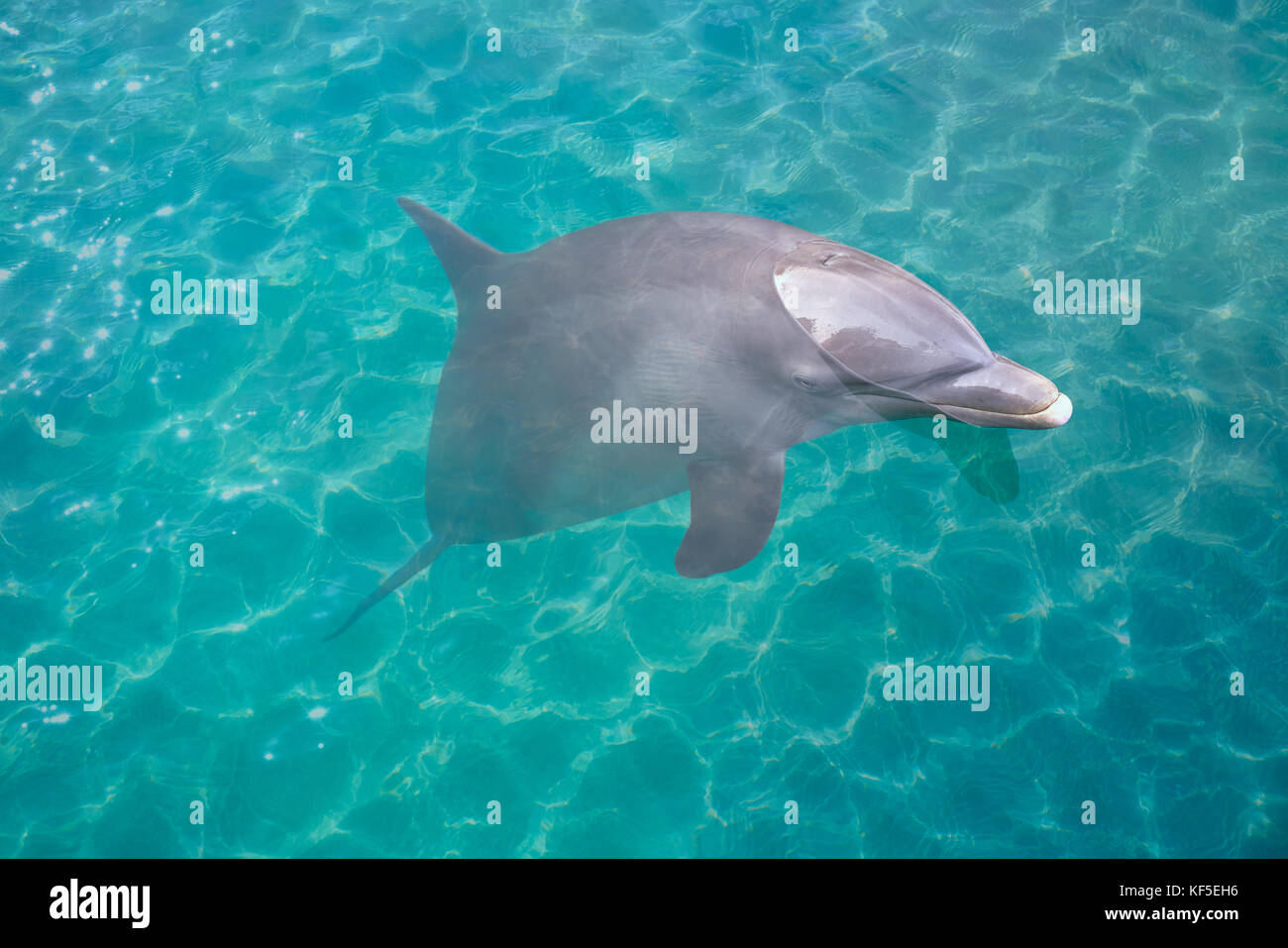 Dolphin in blue turquoise water photomount outdoor Stock Photo - Alamy
