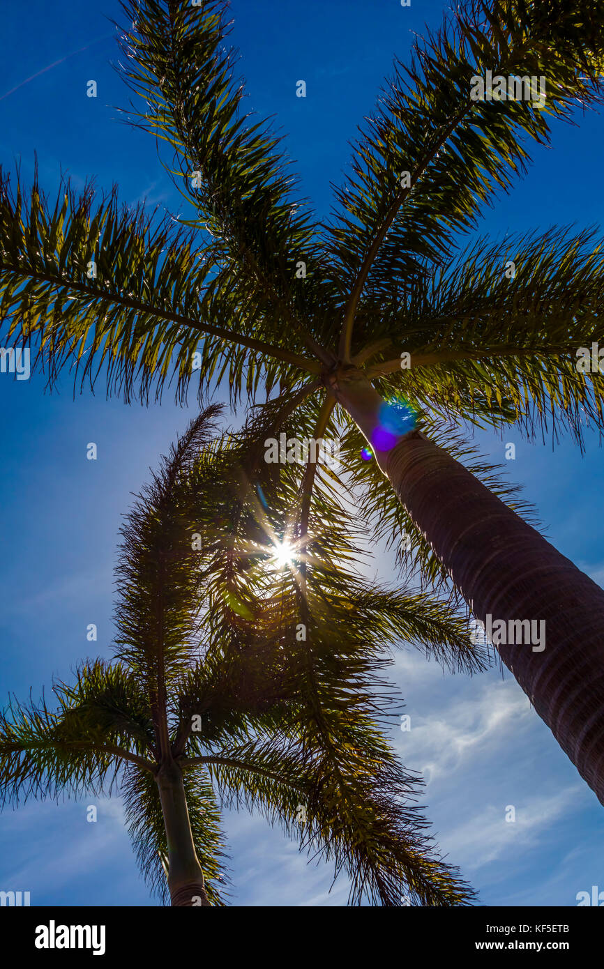 Trees and the sun hi-res stock photography and images - Alamy