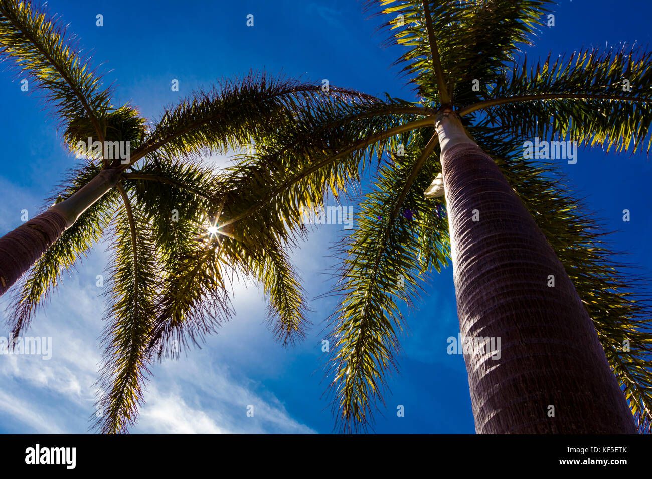 Looking up into palm trees with sun shining though trees Stock Photo ...