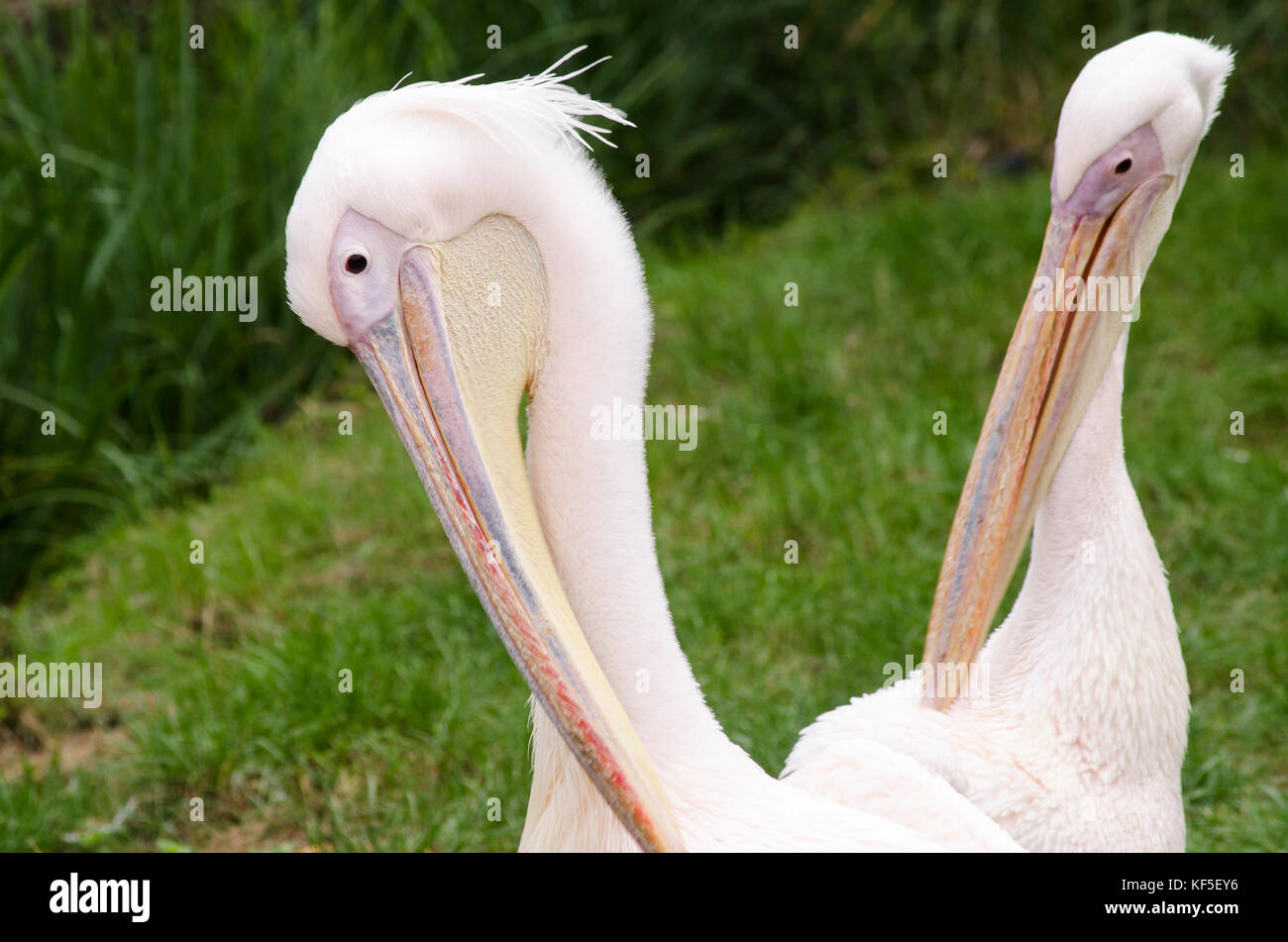 Close up of two pelicans standing side by side with grass background ...