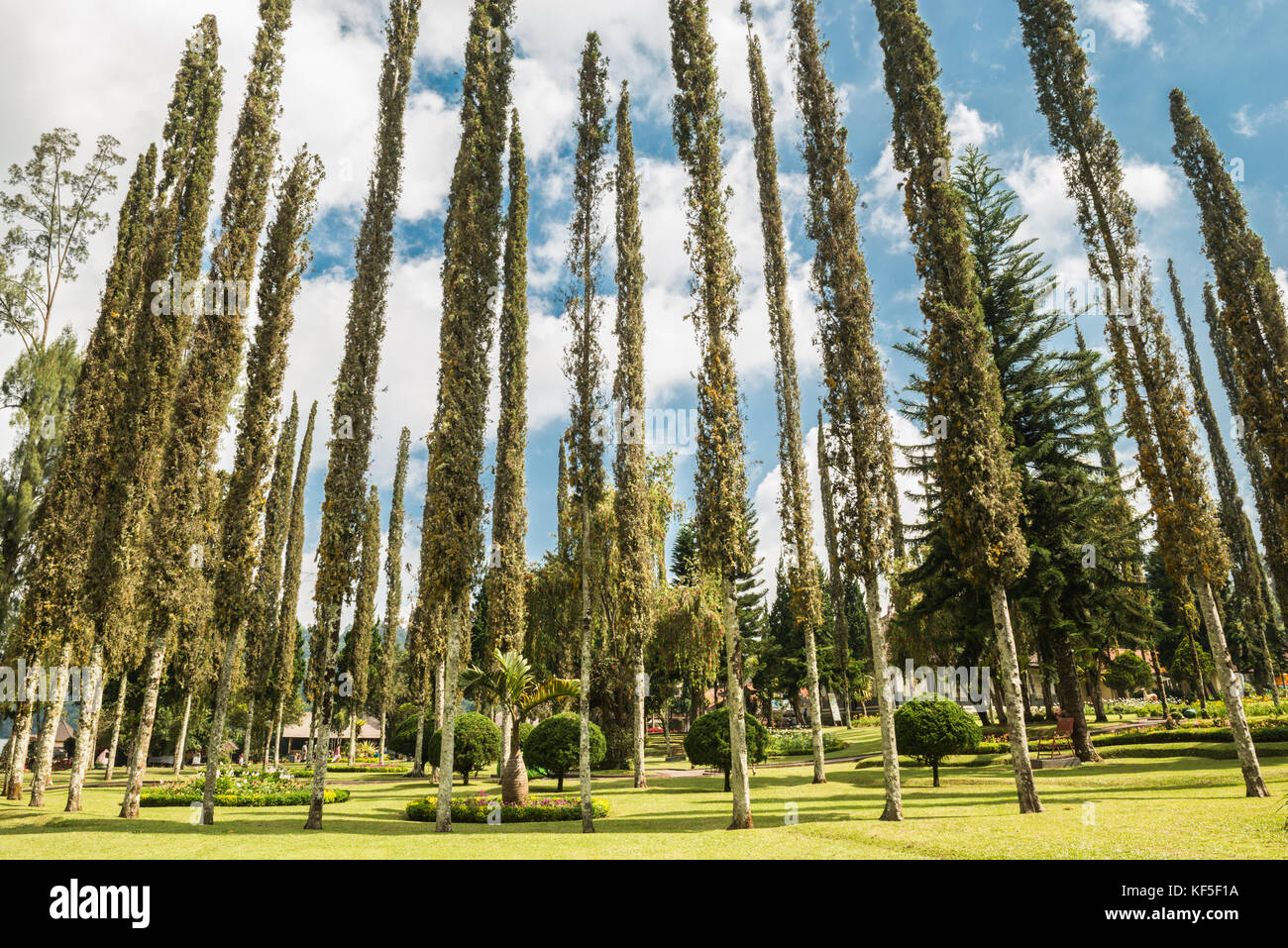 tall trees in the park rise to the sky Stock Photo - Alamy