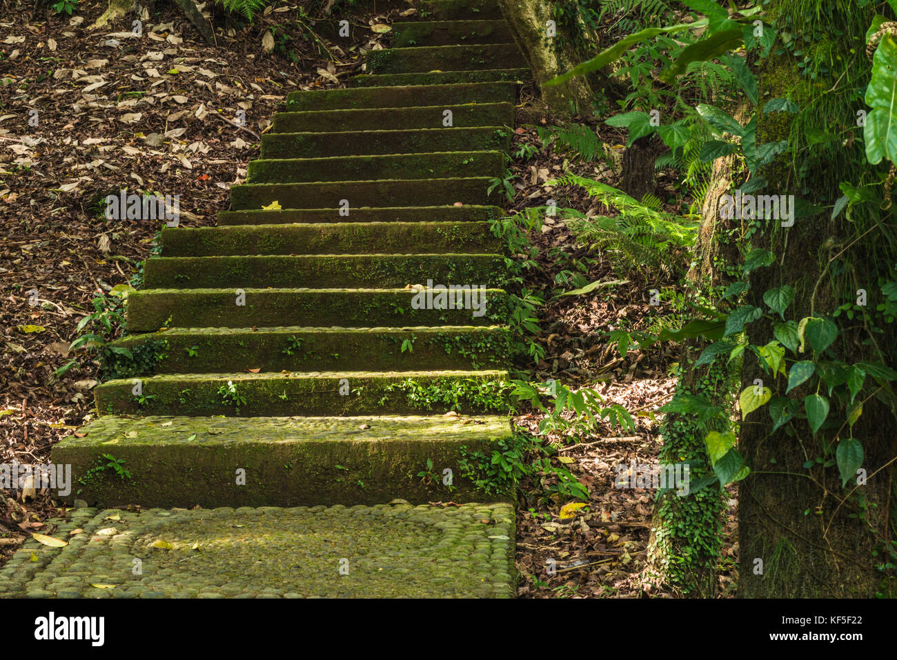 Old mystical road in the forest. Steps sprouted with moss in the forest ...