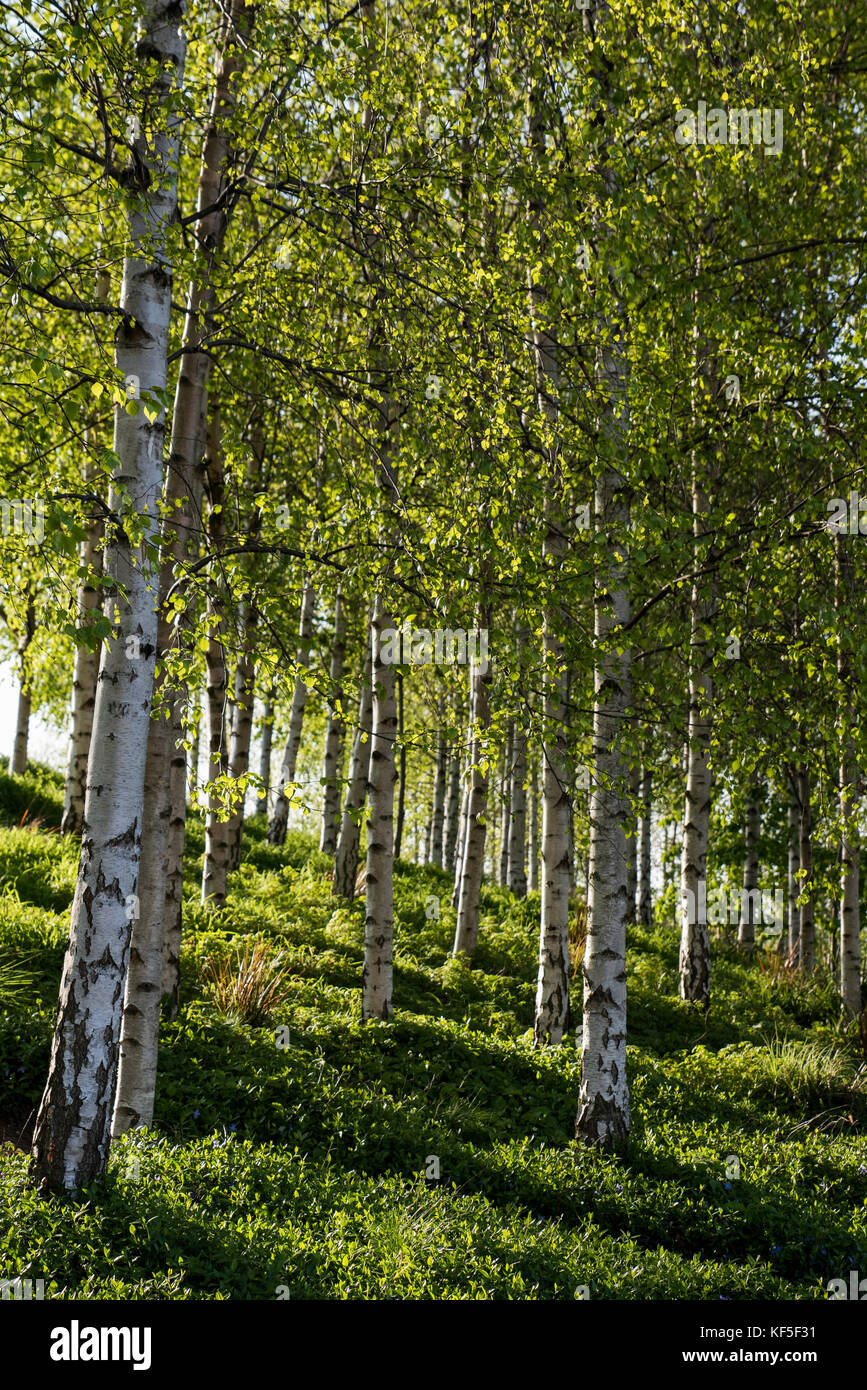 similar trunk trees side by side with green tones at background Stock ...