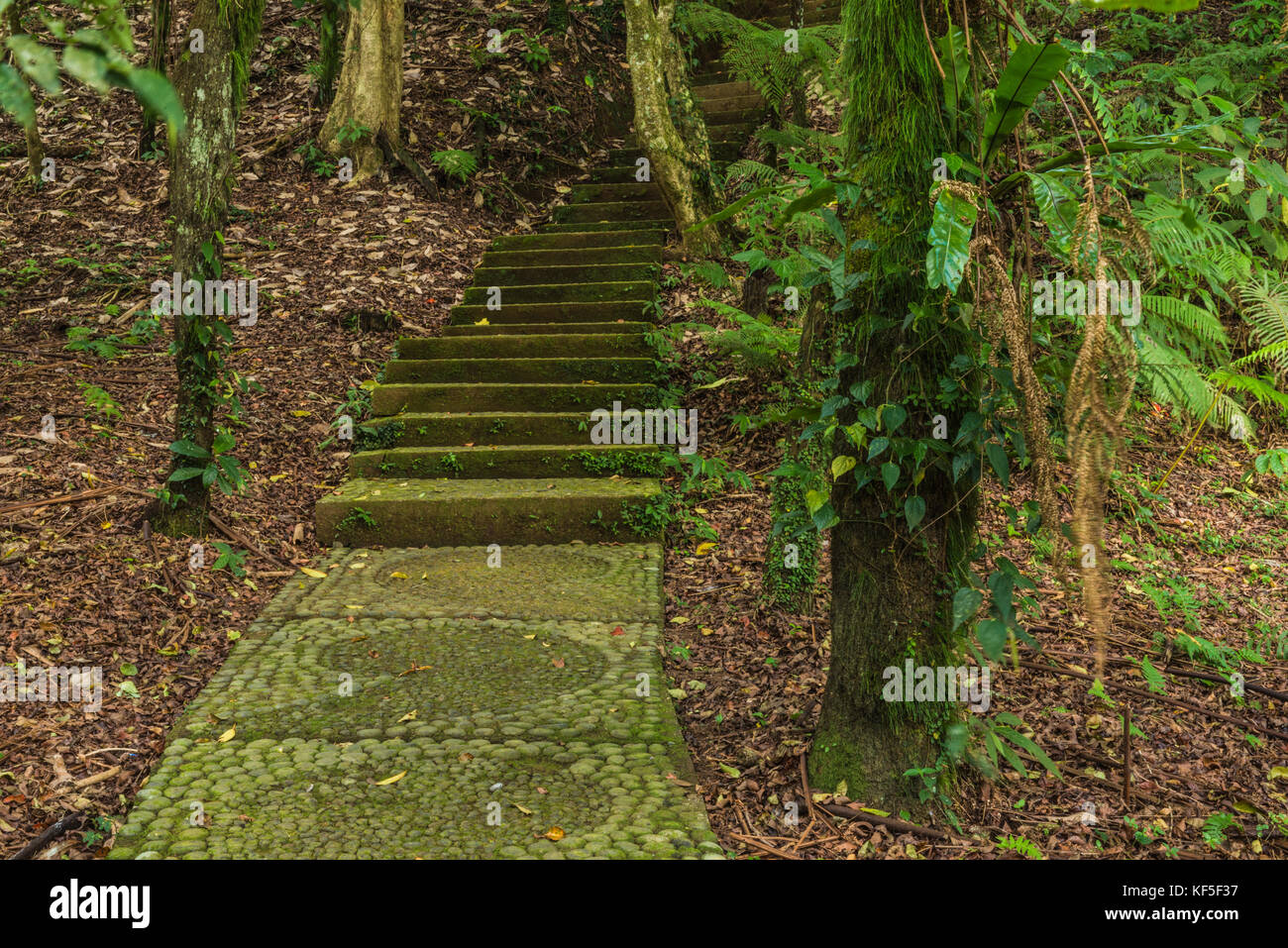 Old mystical road in the forest. Steps sprouted with moss in the forest ...