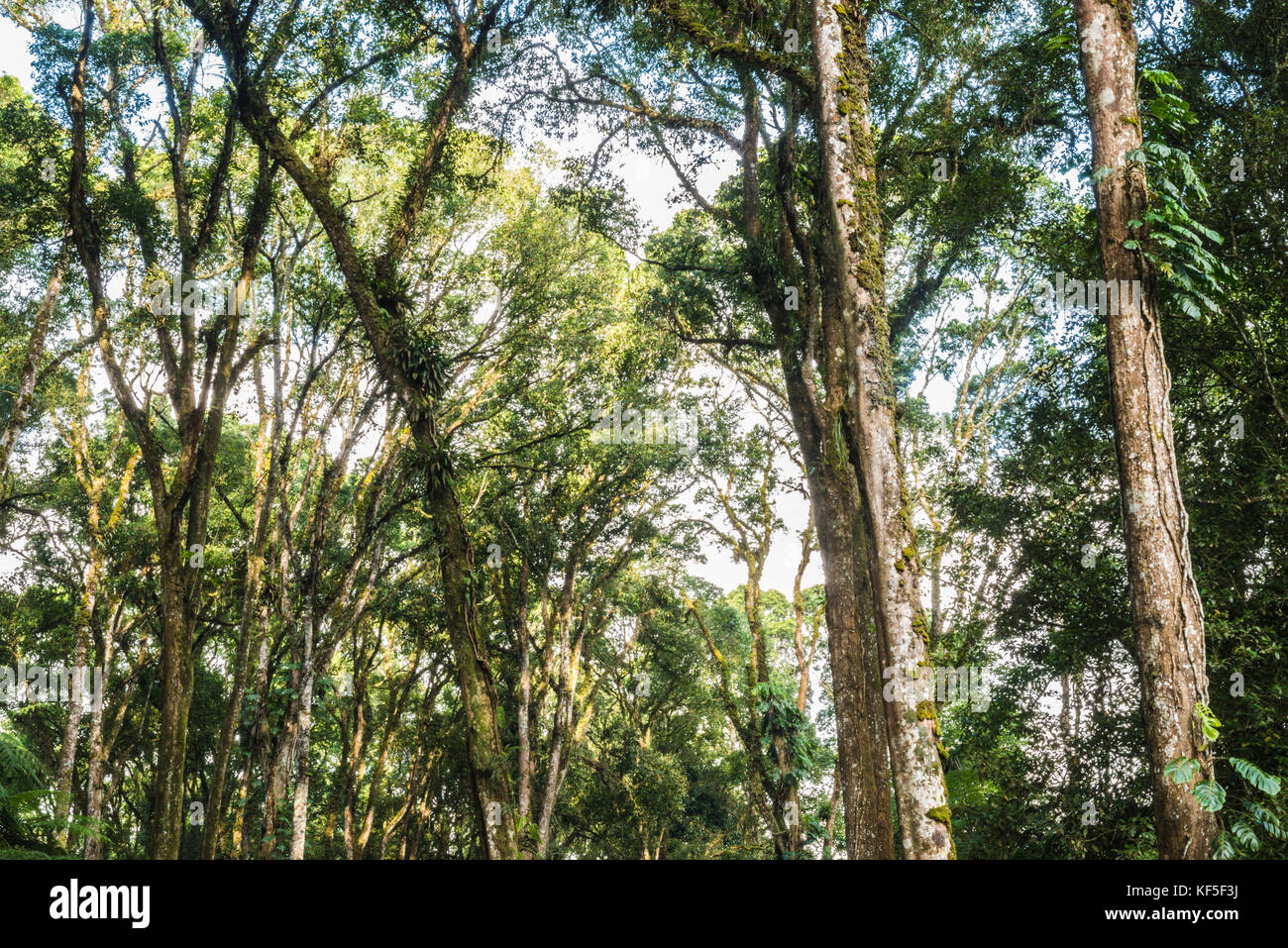 tall trees in the park rise to the sky Stock Photo - Alamy