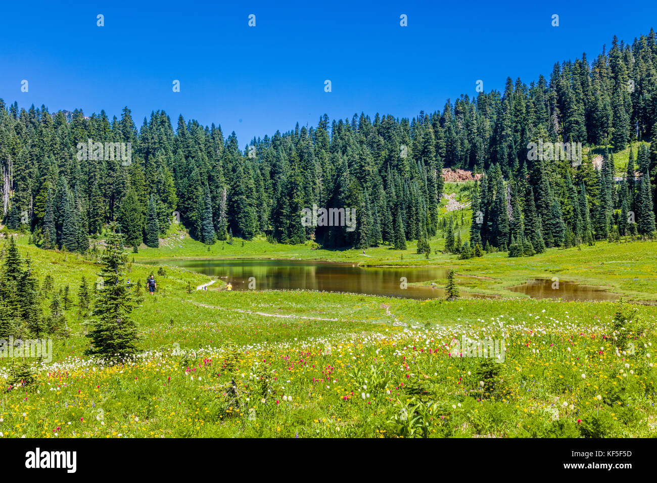 Tipsoo Lake on the Mather Memorial Parkway in Mount Rainier National ...