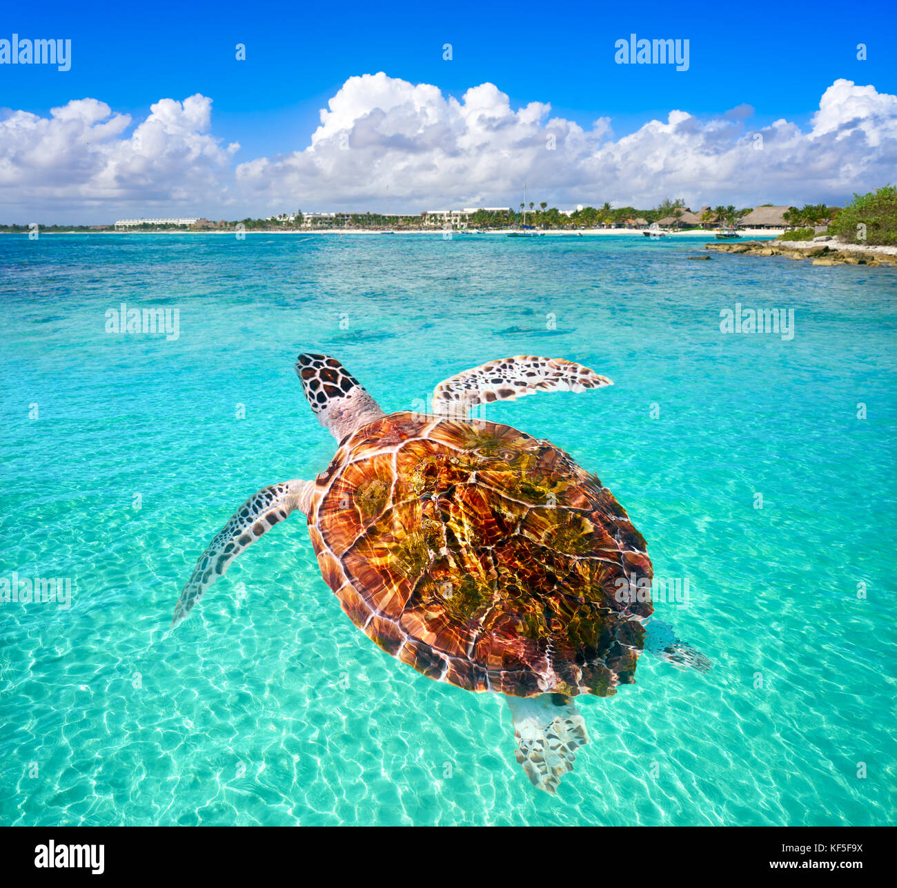 Akumal beach turtle photomount in Riviera Maya of Mayan Mexico Stock ...