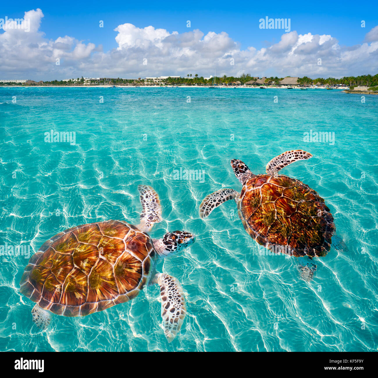 Swimming with sea turtles mexico hi-res stock photography and images ...