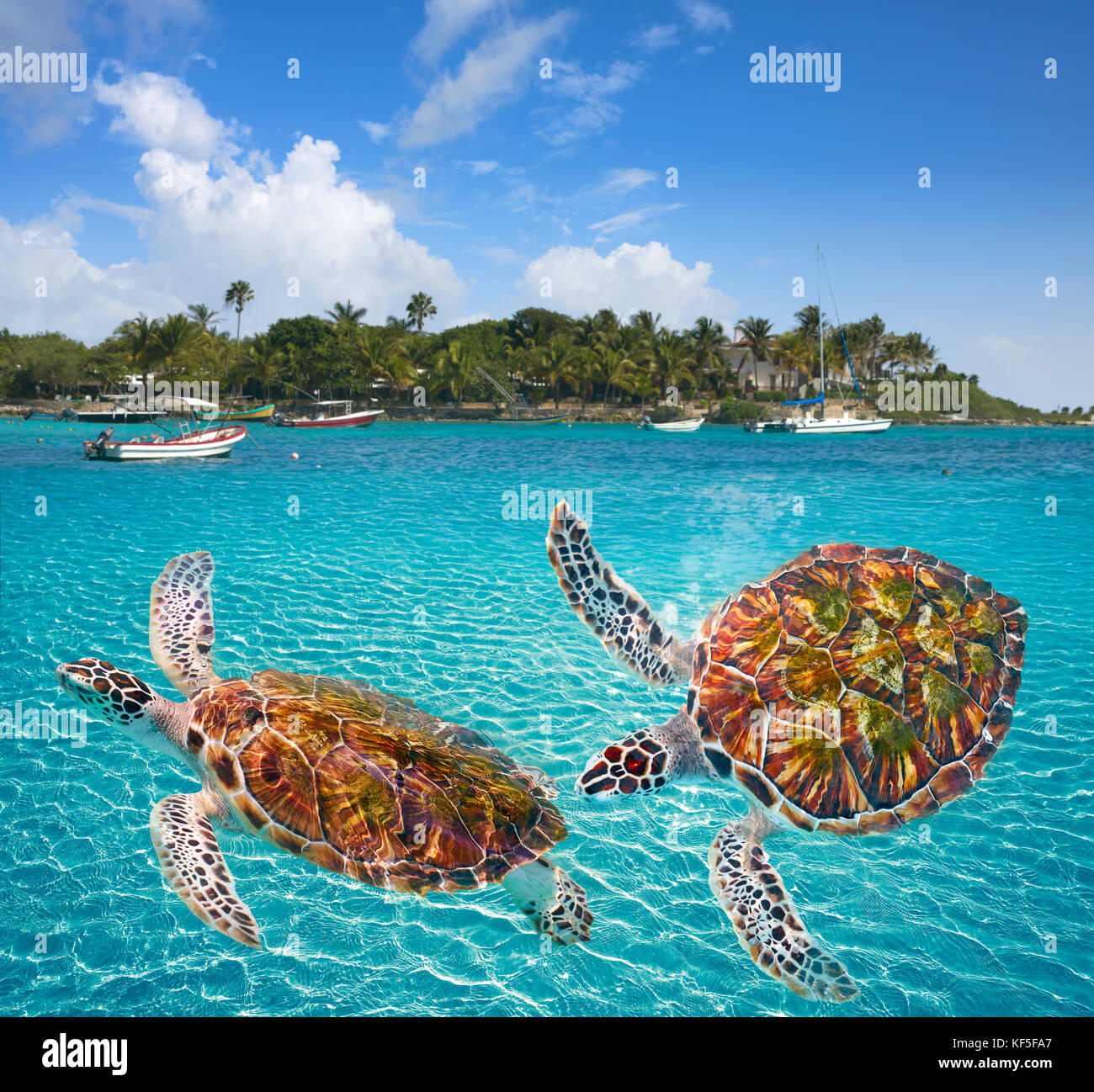 Akumal beach turtles photomount in Riviera Maya of Mayan Mexico Stock ...