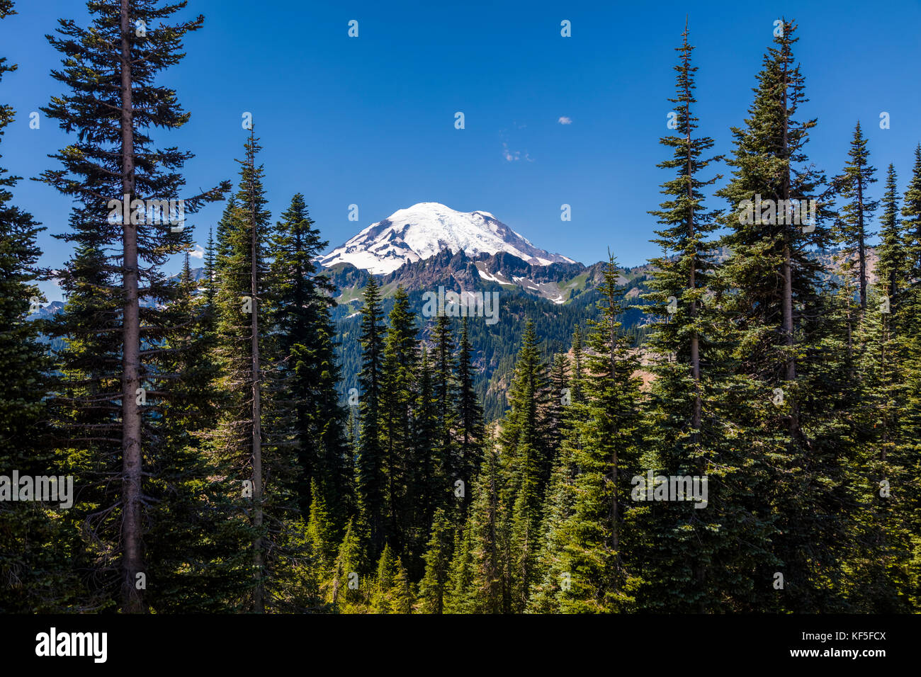 Mt Rainier though trees from Tipsoo Lake area in Mount Rainier National ...