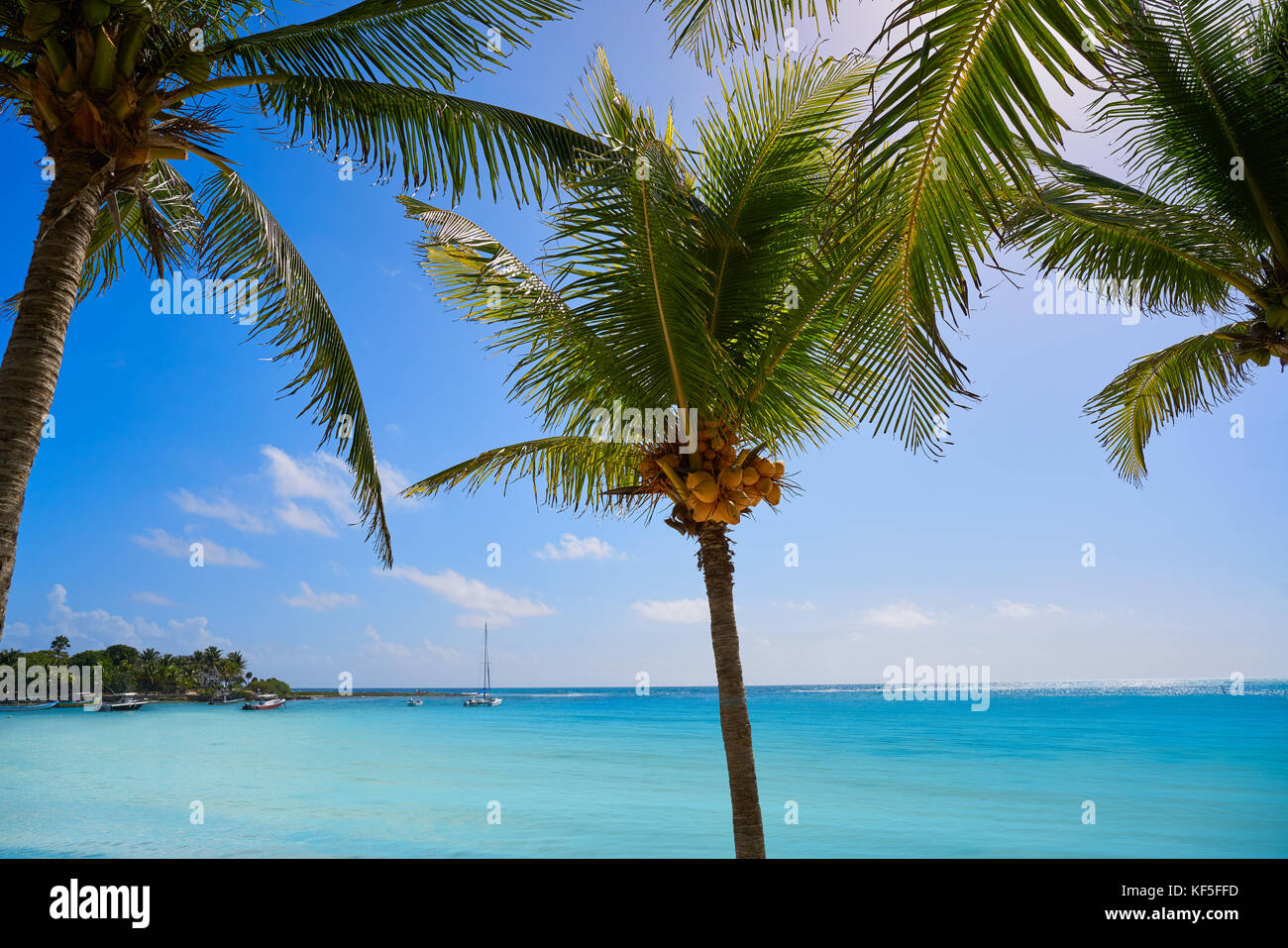 Akumal coconut palm trees beach in Riviera Maya of Mayan Mexico Stock ...