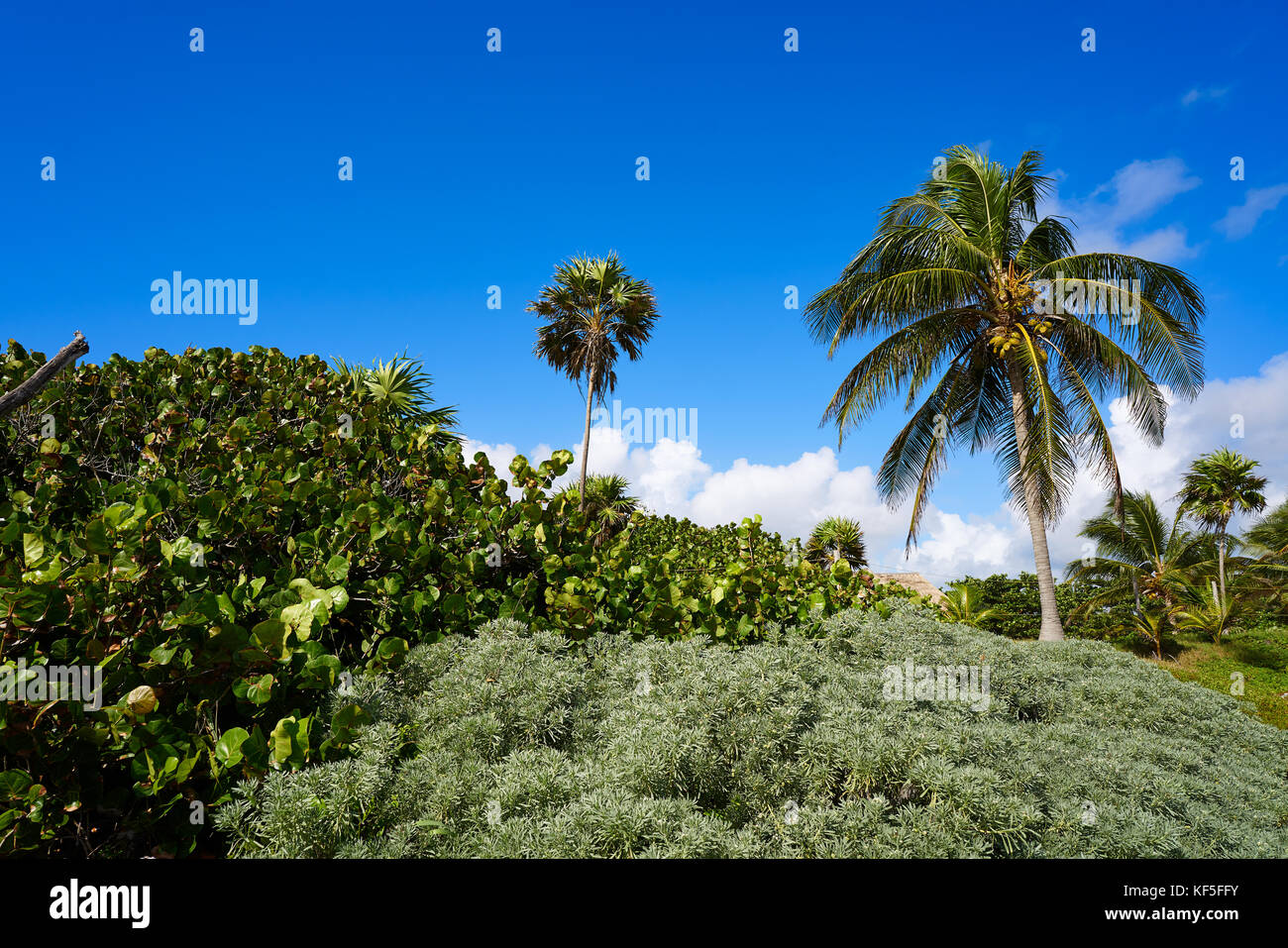 Akumal coconut palm tree beach in Riviera Maya of Mayan Mexico Stock ...
