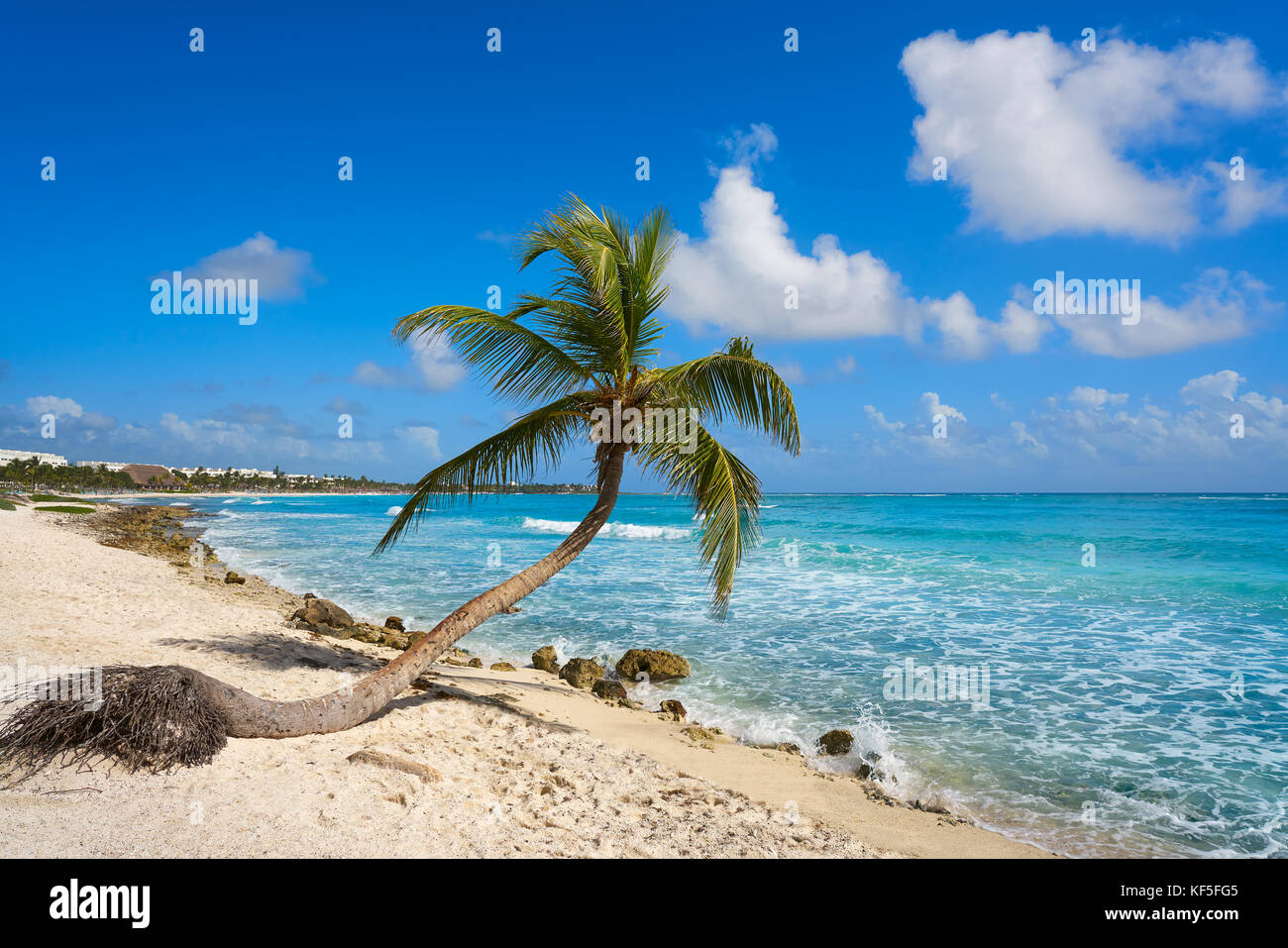 Akumal coconut palm tree beach in Riviera Maya of Mayan Mexico Stock ...
