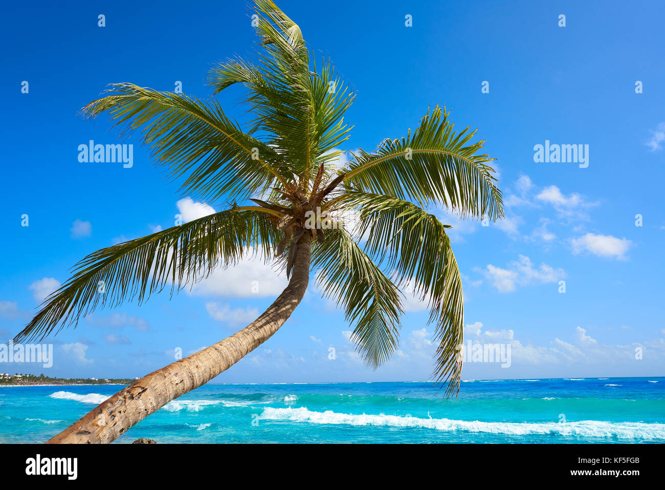 Akumal coconut palm tree beach in Riviera Maya of Mayan Mexico Stock ...