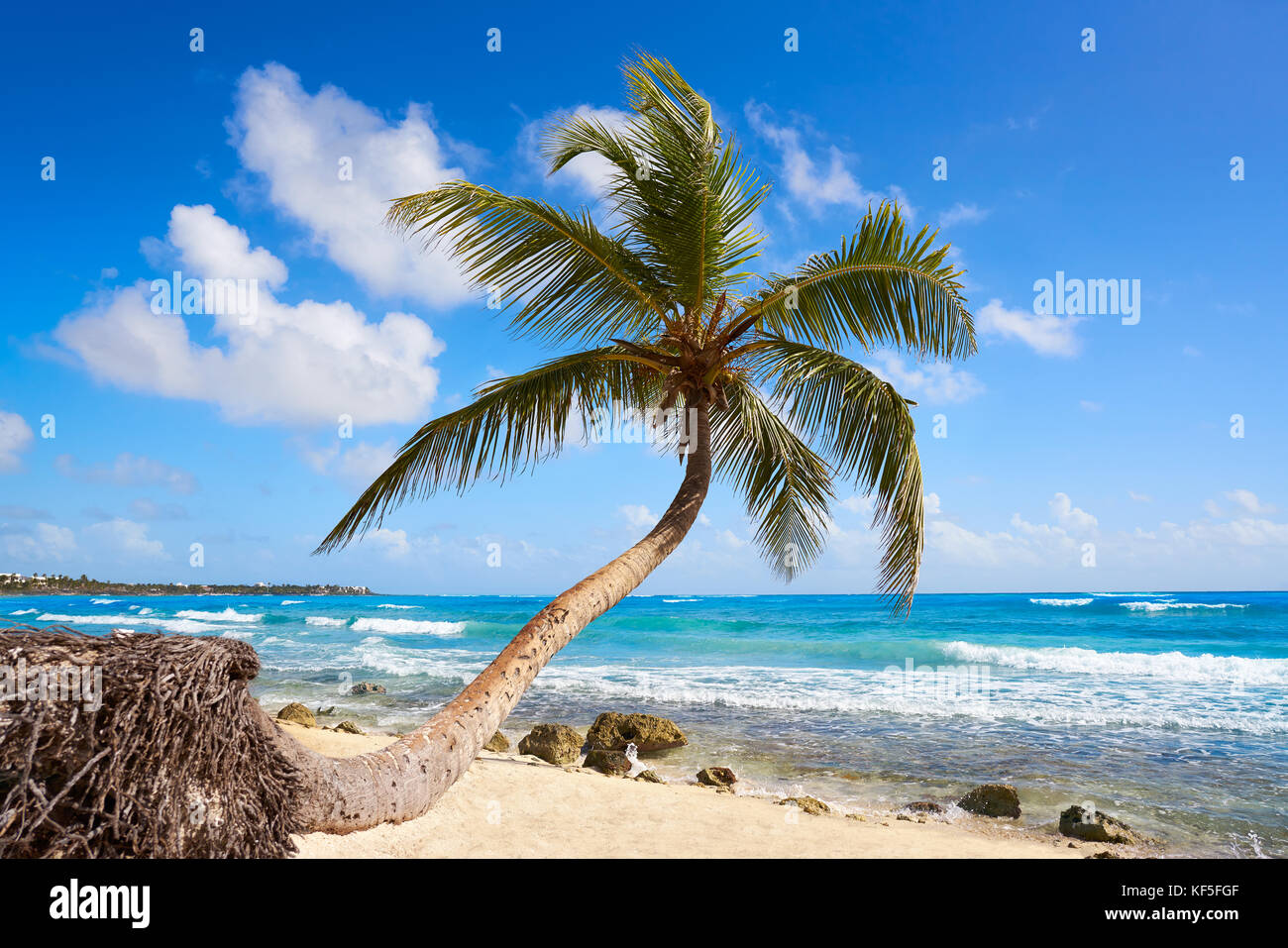 Akumal coconut palm tree beach in Riviera Maya of Mayan Mexico Stock ...