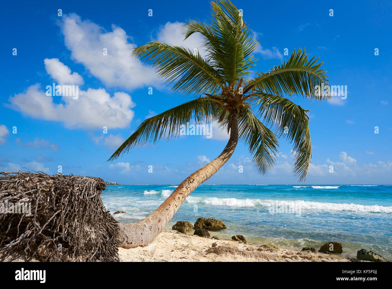 Akumal coconut palm tree beach in Riviera Maya of Mayan Mexico Stock ...