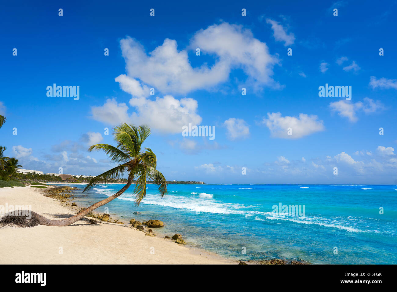 Akumal coconut palm tree beach in Riviera Maya of Mayan Mexico Stock ...