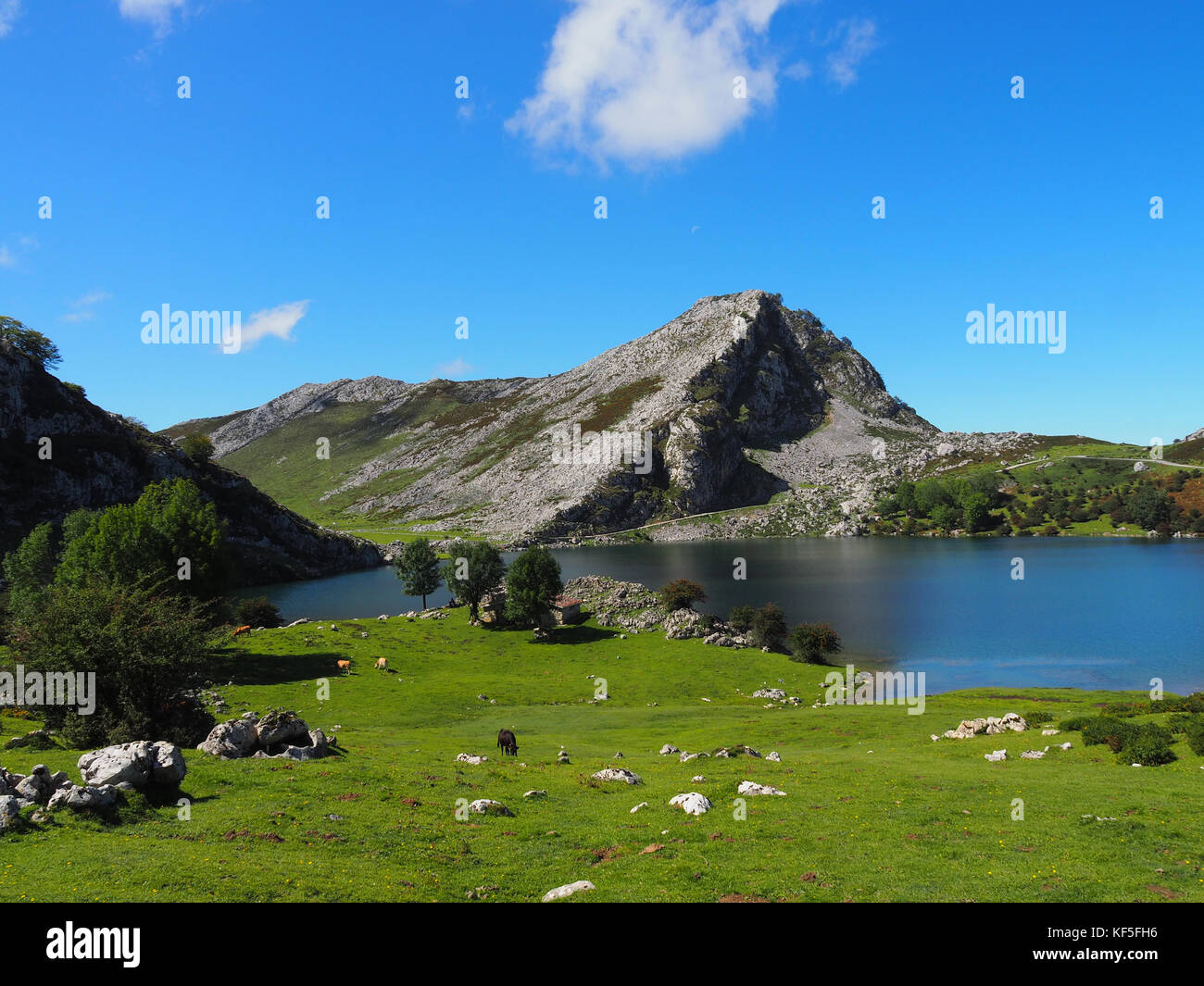 View of Lake Enol at Lakes of Covadonga in Asturias, Spain Stock Photo ...
