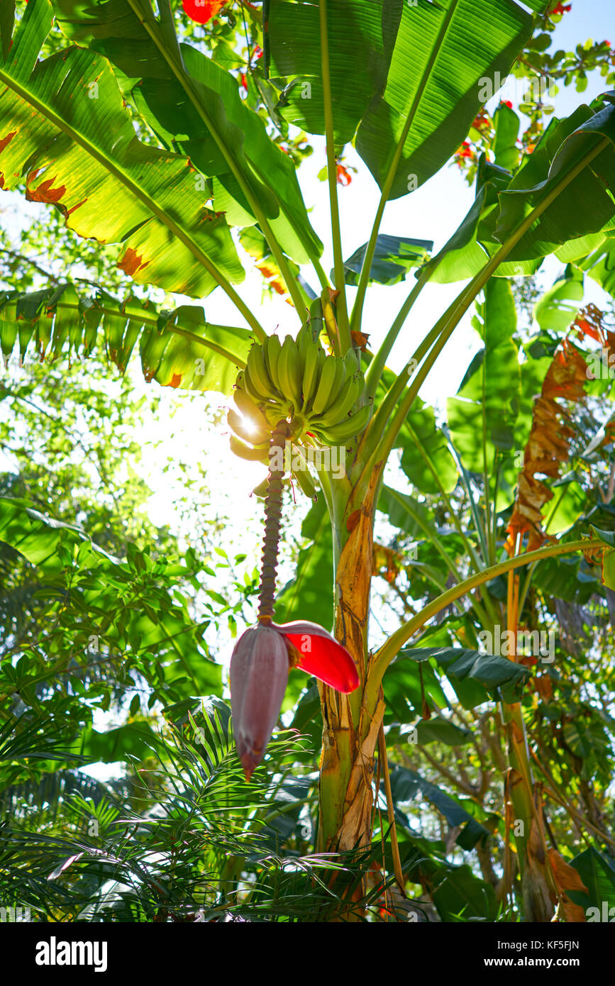 Banana tree with fruits and flower in Mayan Riviera of Mexico Stock ...