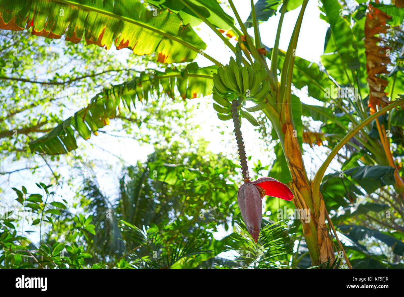 Banana tree with fruits and flower in Mayan Riviera of Mexico Stock ...