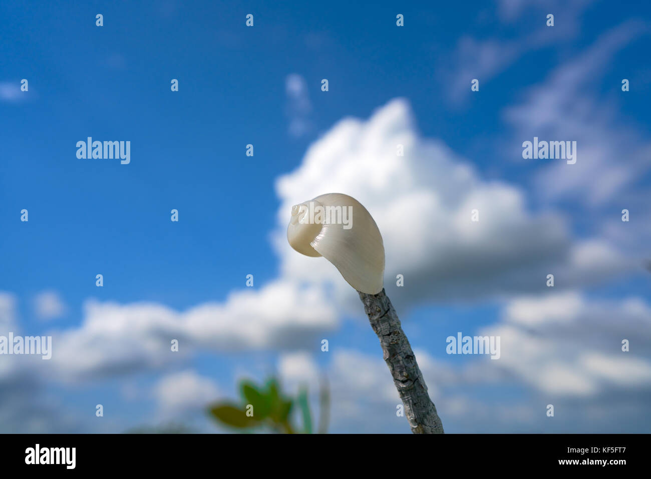 Laguna de Bacalar Lagoon snail in Mayan Mexico at Quintana roo Stock ...