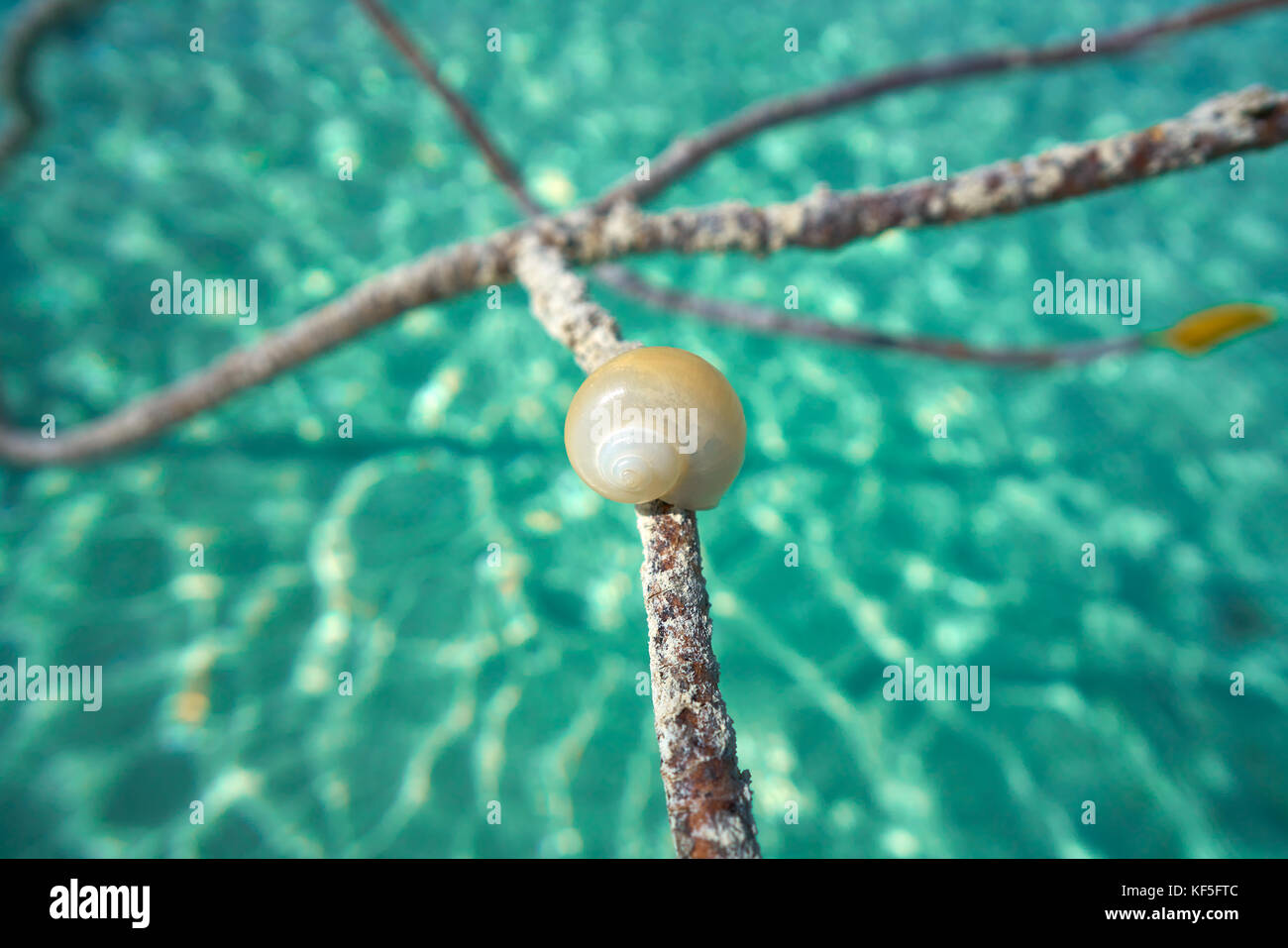 Laguna de Bacalar Lagoon snail in Mayan Mexico at Quintana roo Stock ...