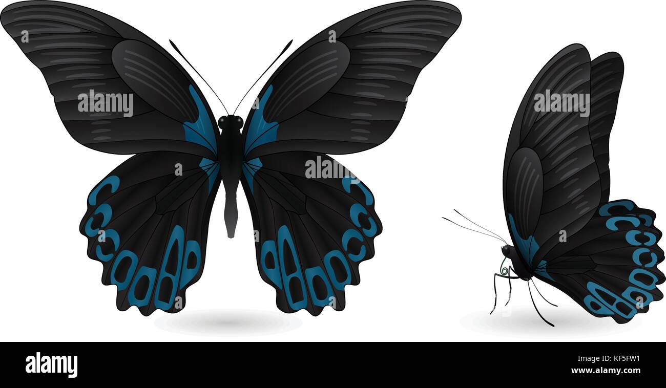 Set of colorful butterflies. Front and side view Stock Vector Image ...