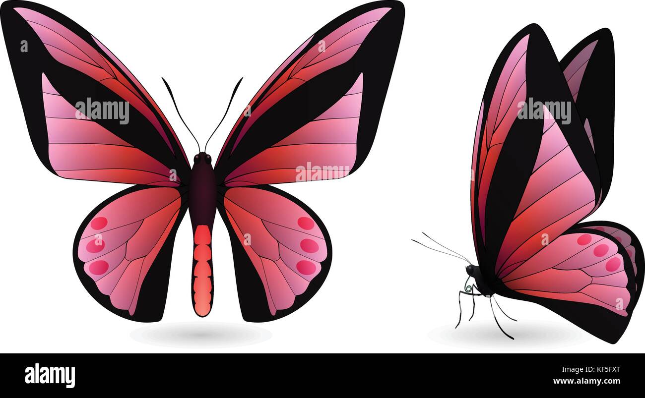 Set of colorful butterflies. Front and side view Stock Vector Image ...