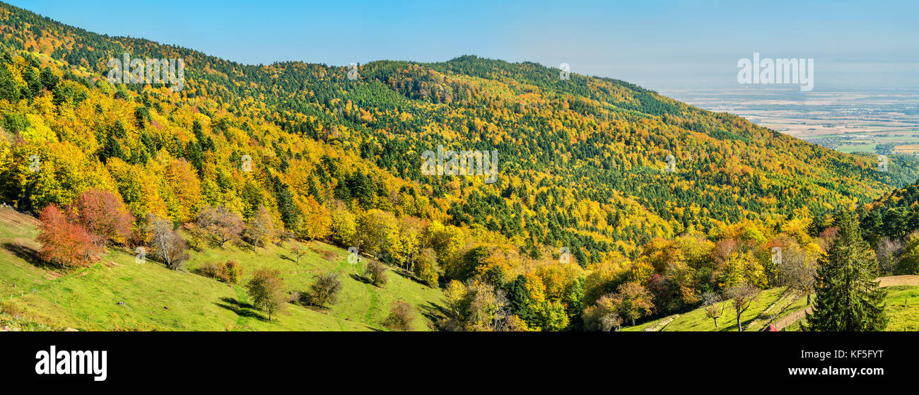 Colorful autumn landscape of the Vosges Mountains in Alsace, France ...