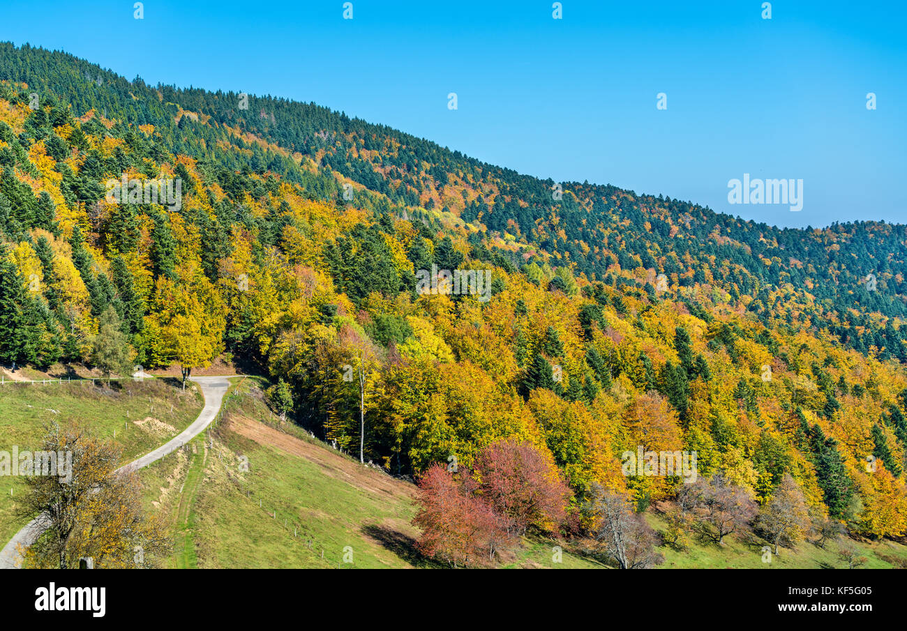 Colorful autumn landscape of the Vosges Mountains in Alsace, France ...