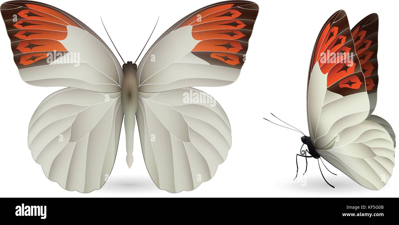 Set of colorful butterflies. Front and side view Stock Vector Image ...